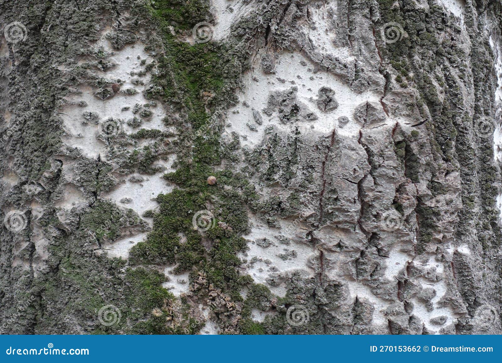 Green Moss and Lichen on Greenish Grey Bark of Silver Poplar Stock ...