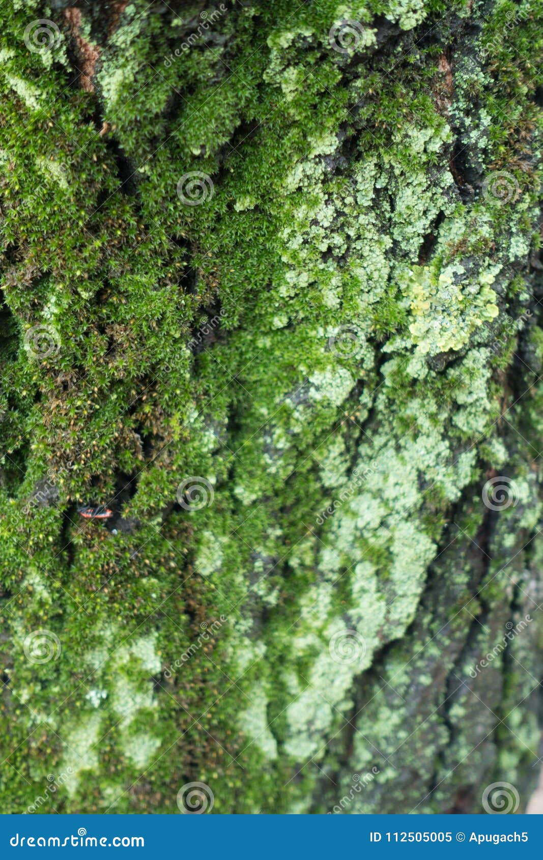 Green Moss and Lichen on Tree Bark Stock Image - Image of lumber, macro ...