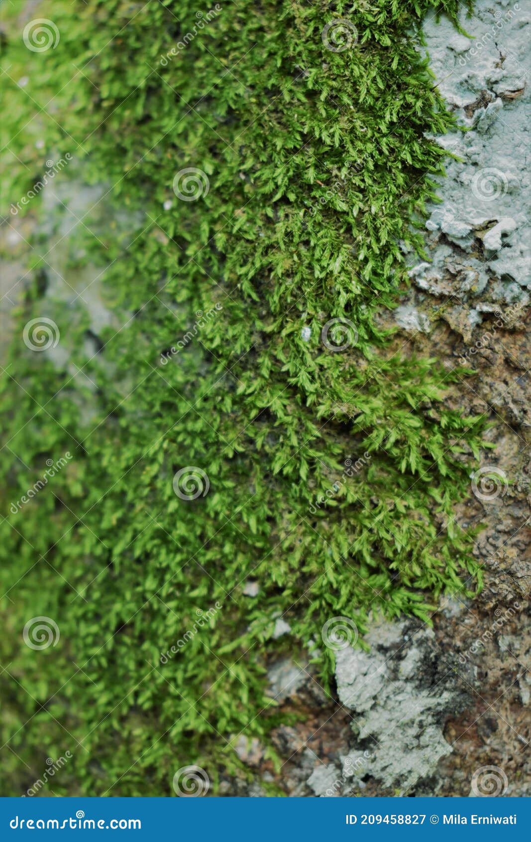 Green Moss on the Lime Tree Stock Image - Image of moss, plant: 209458827