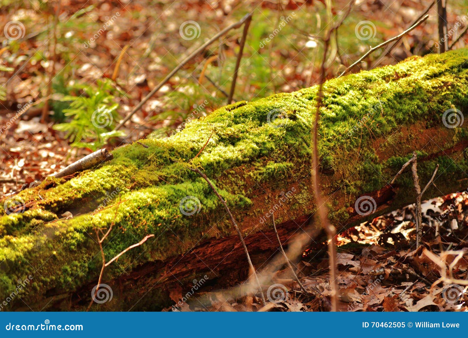 Green moss log stock image. Image of forest, dead, woods - 70462505