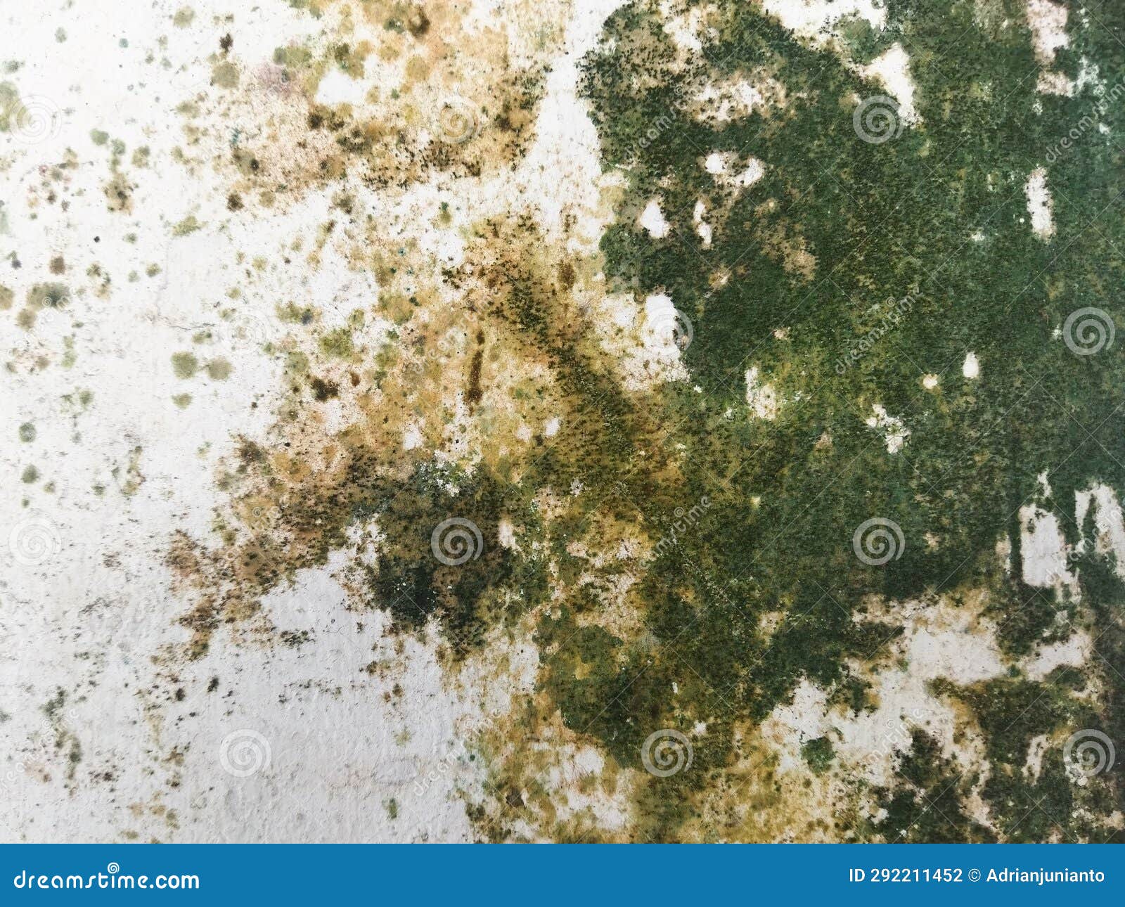 The Moss On The Walls Drip With Moisture For Background, Texture ...