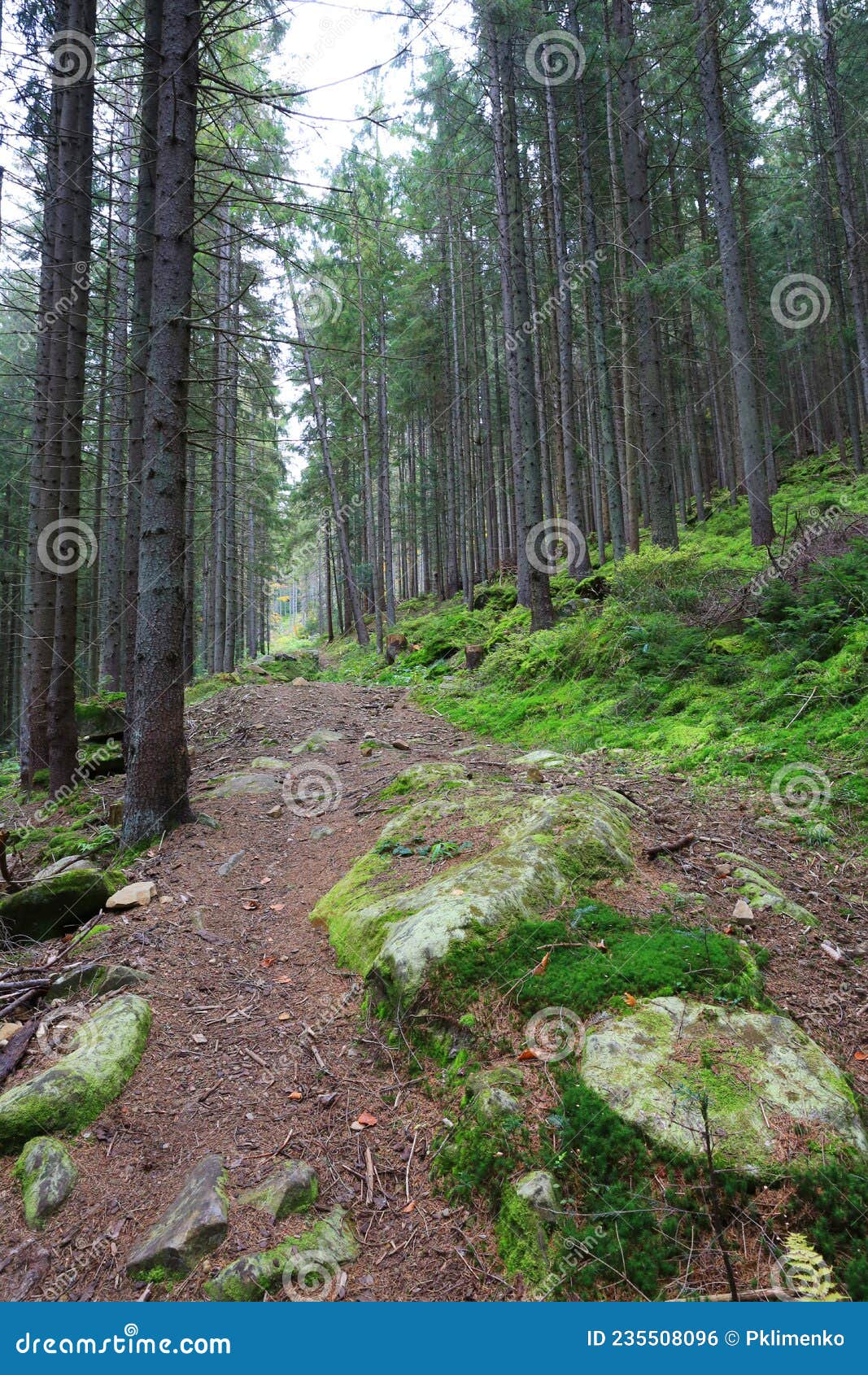 Green Moss on Mountain Pathway Stock Photo - Image of outdoor, mountain ...