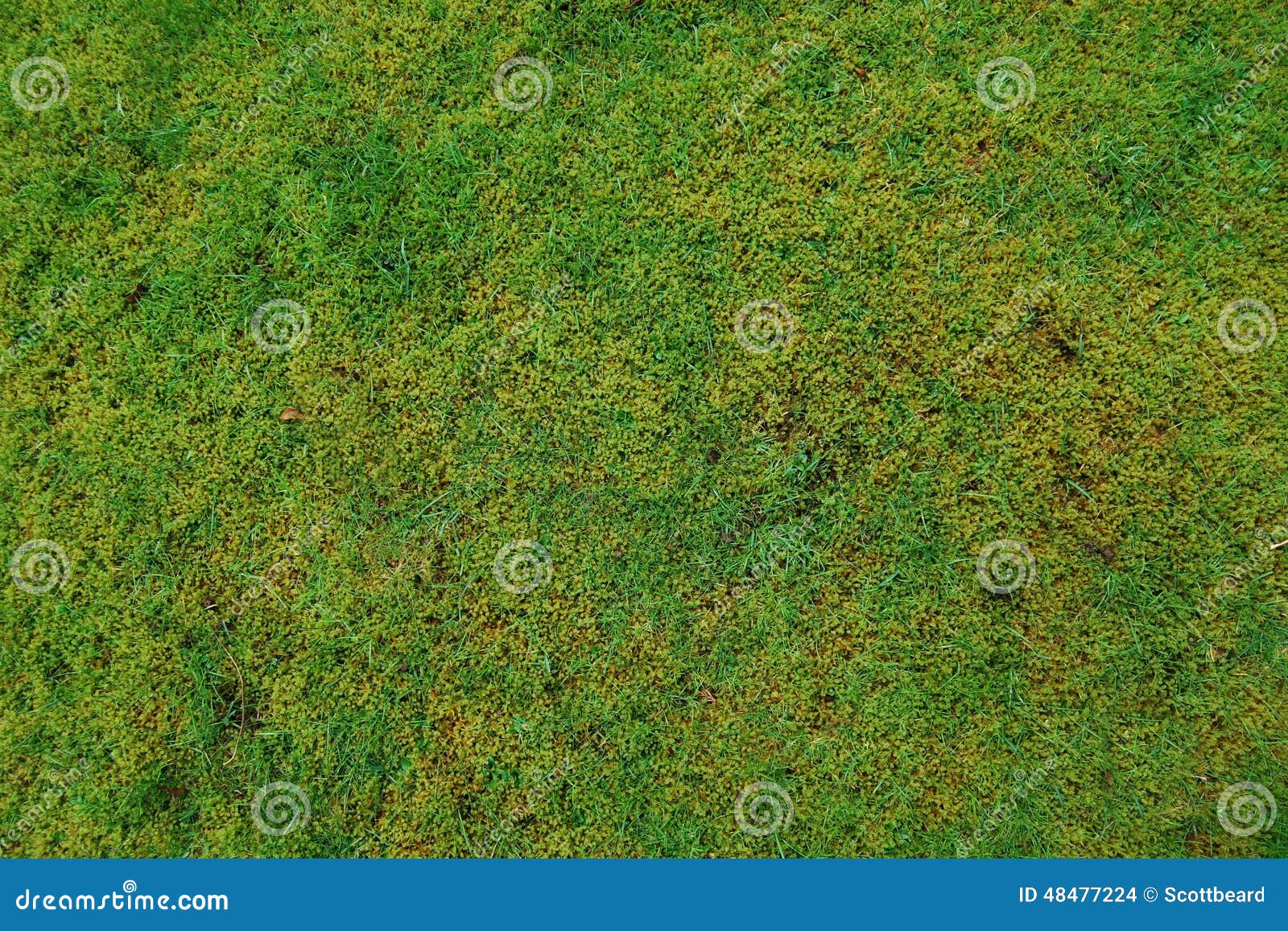 Green Moss Nature Background Stock Photo - Image of textured, natural ...