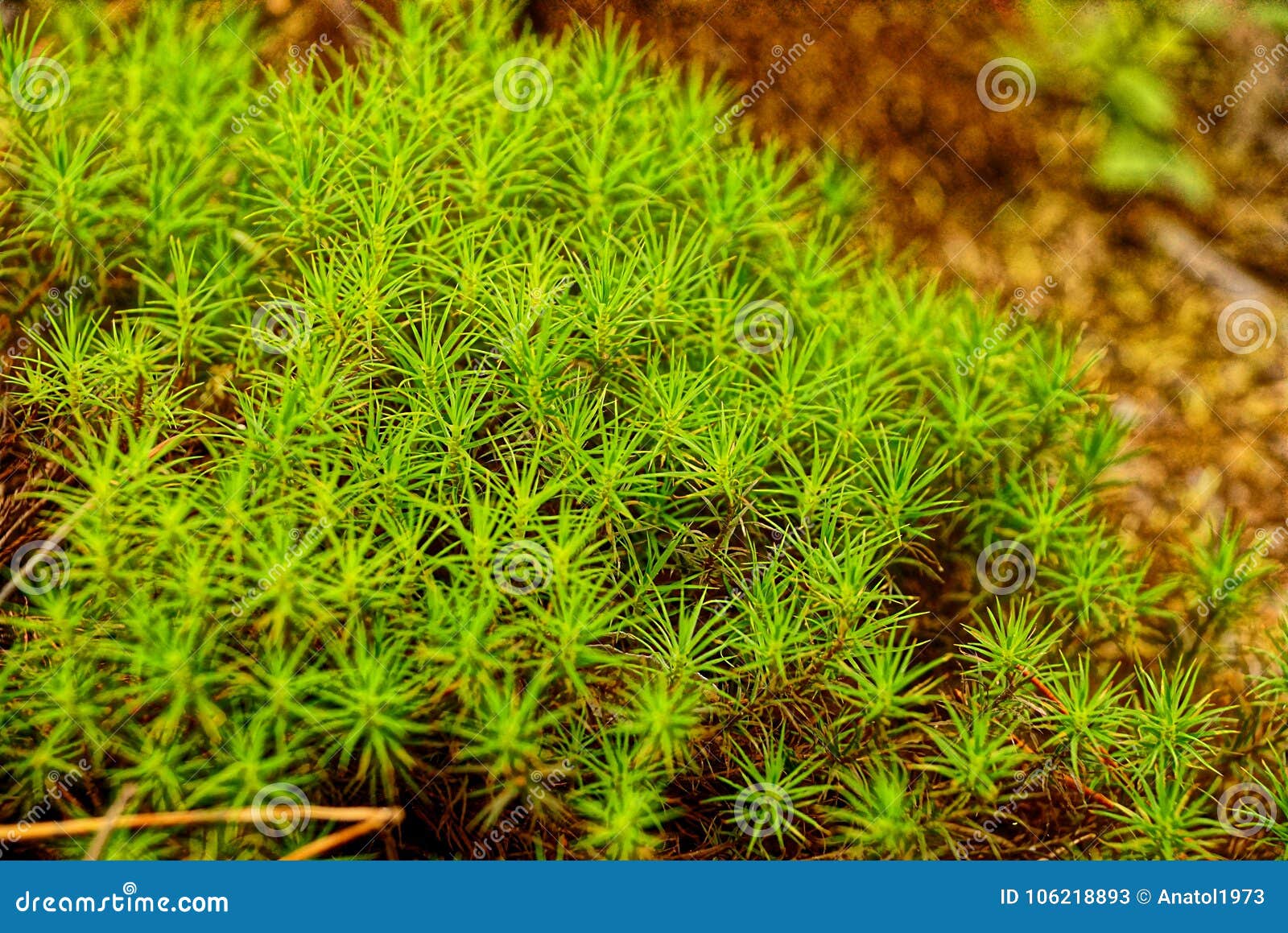 Stalks of Small Green Moss in the Forest Stock Image - Image of ...