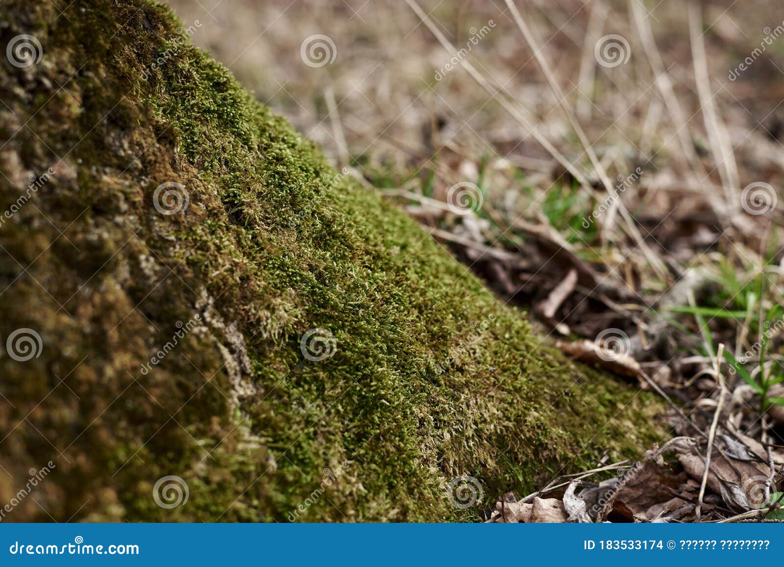 Green Moss at the Northern Bottom of Tree Stem in Forest Woods Park ...