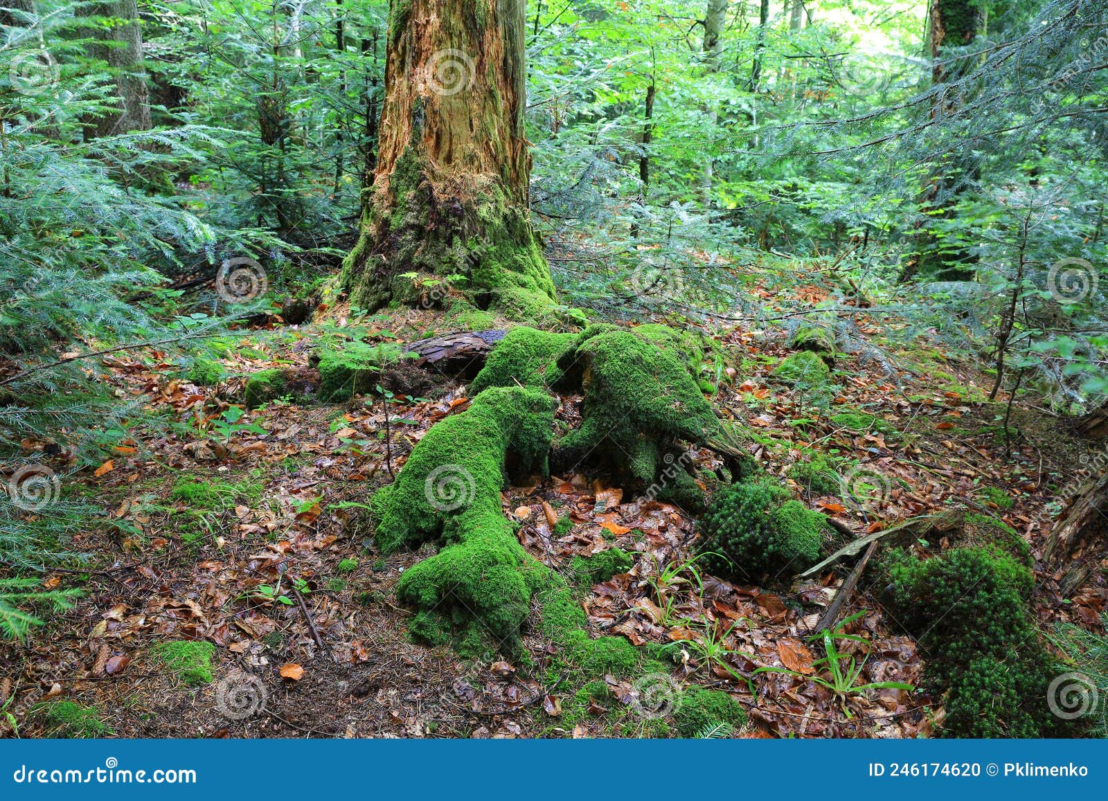 Green Moss on Old Dead Tree in Deep Fores Stock Photo - Image of moss ...