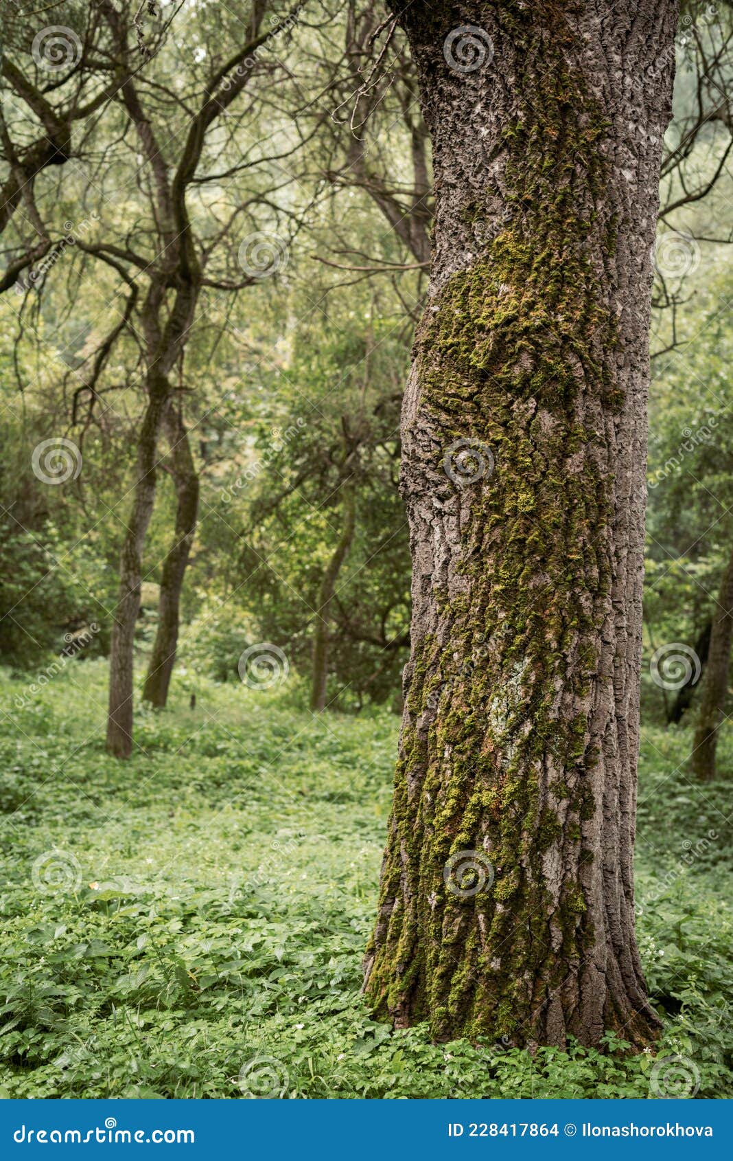 Green moss on an old tree stock photo. Image of beautiful - 228417864