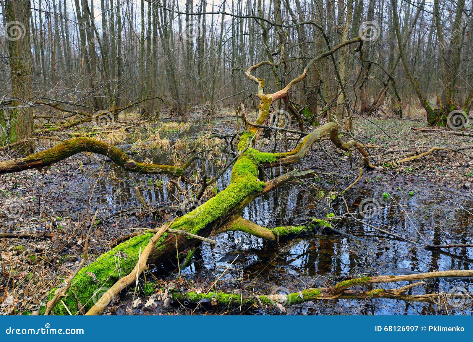 Green Moss on Old Tree in Firest Stock Image - Image of nature, branch ...