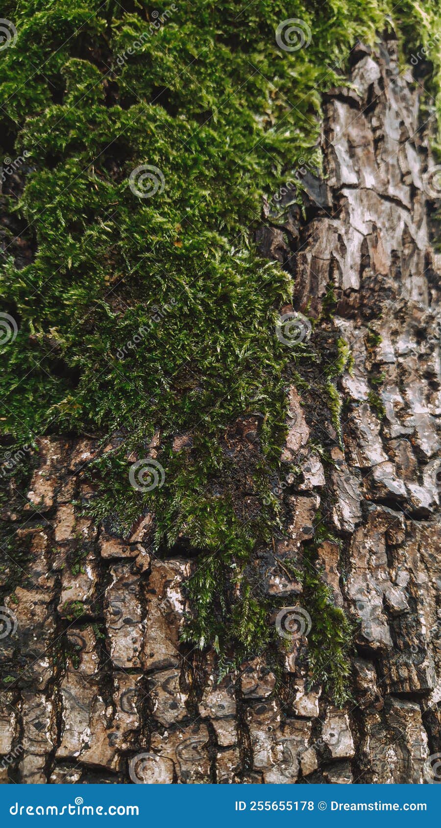 Green moss on an old tree stock photo. Image of leaf - 255655178