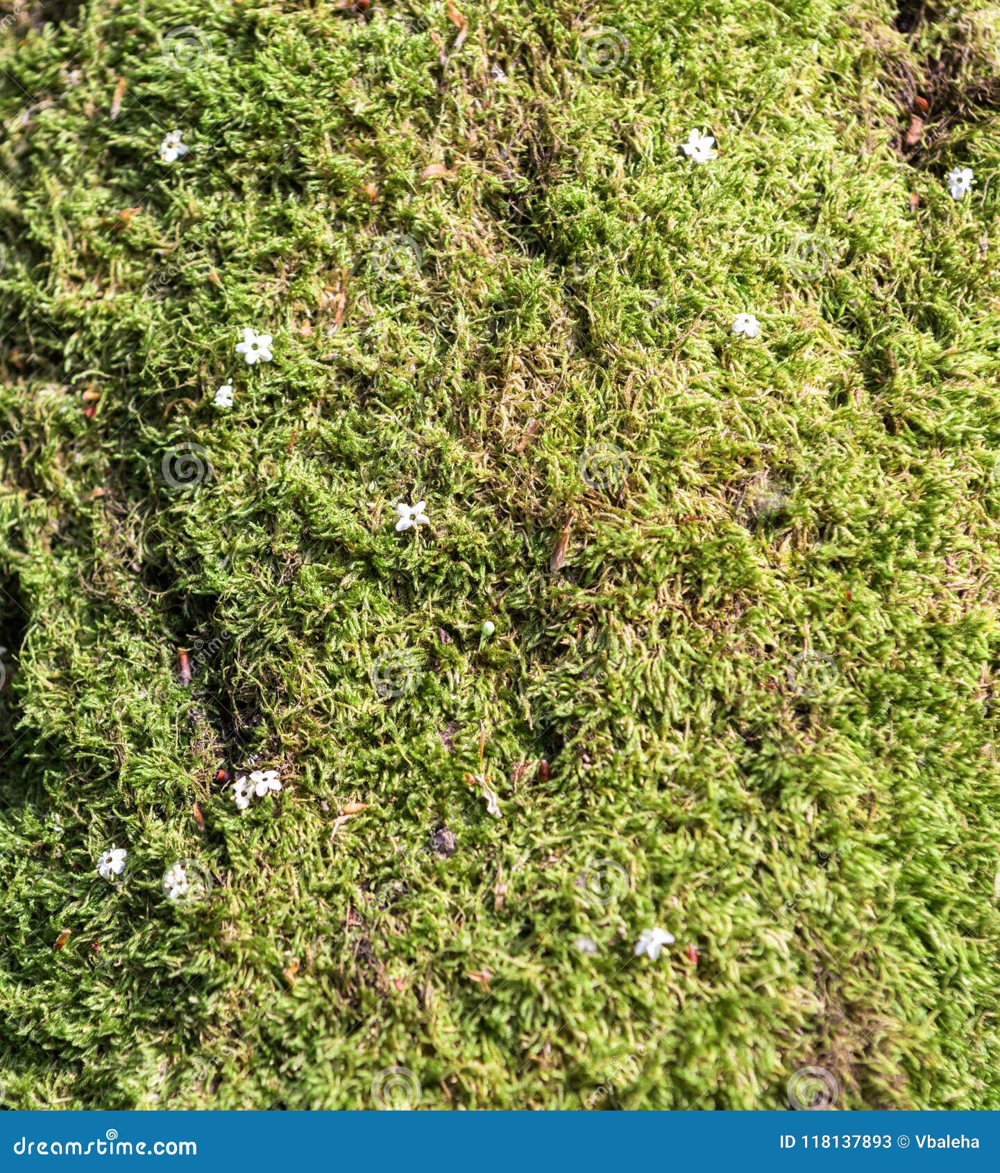 Green moss on old tree stock image. Image of backdrop - 118137893