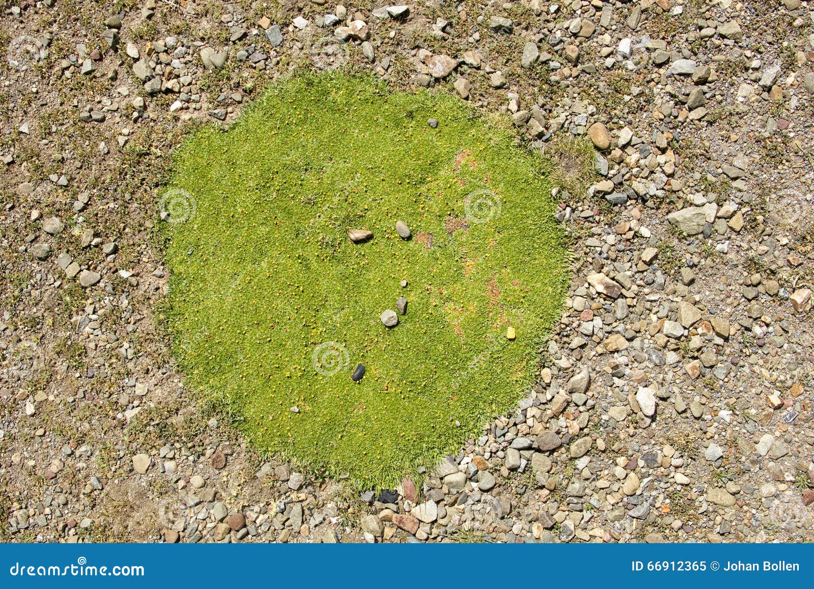1,101 Moss Patch Photos - Free & Royalty-Free Stock Photos from Dreamstime
