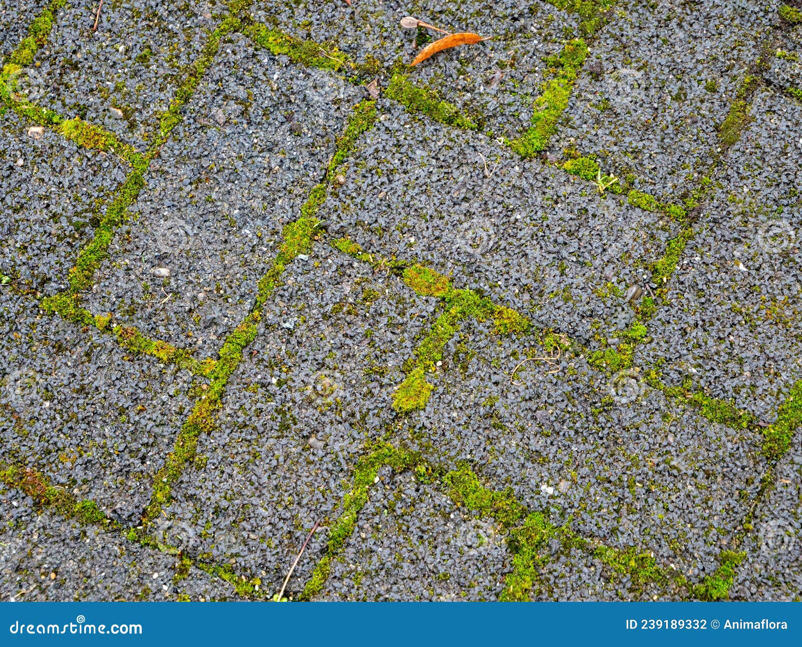Green moss on the pavement stock photo. Image of brick - 239189332