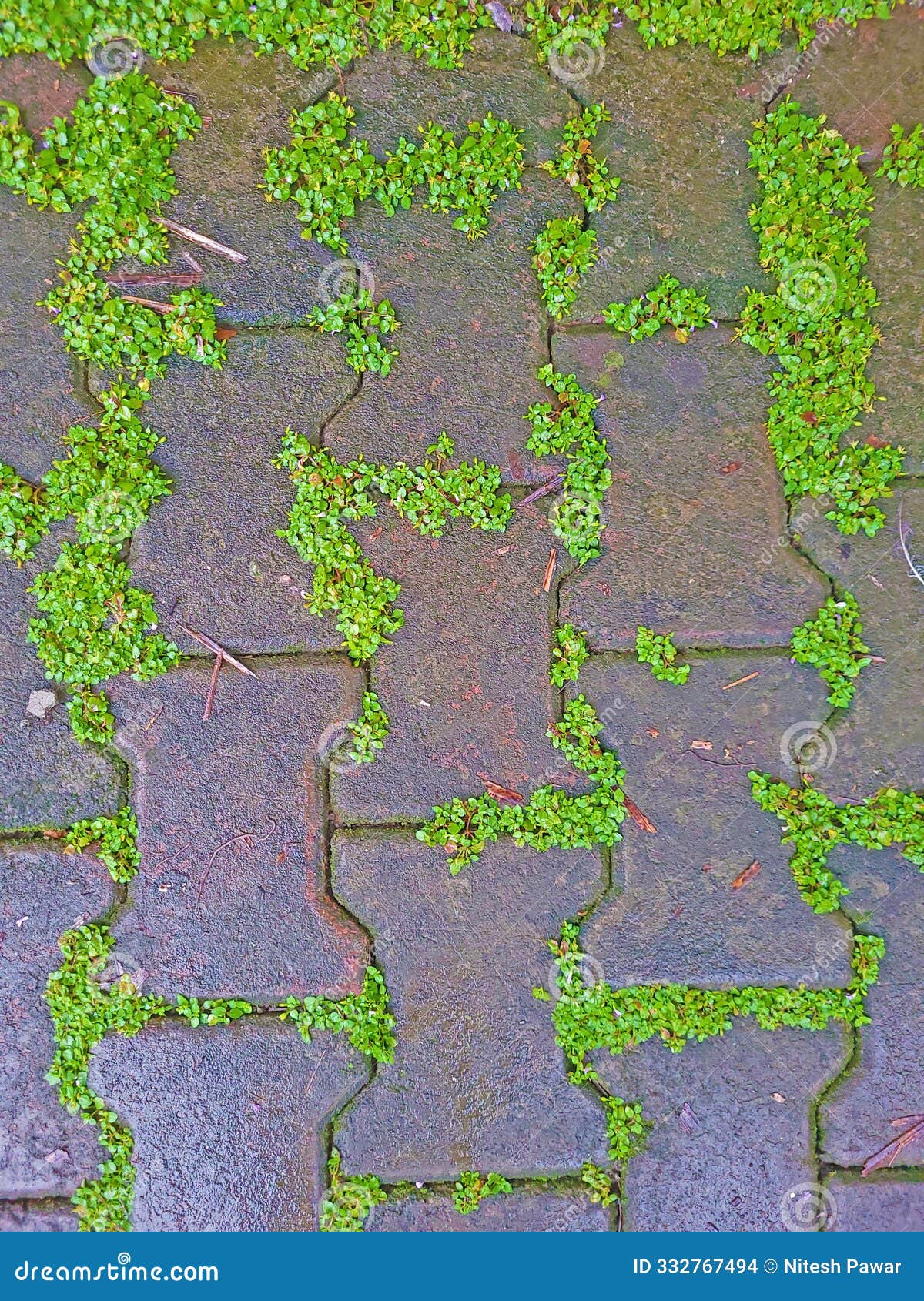Green Moss on Paving Bricks Stone Stock Photo - Image of grass, italy ...