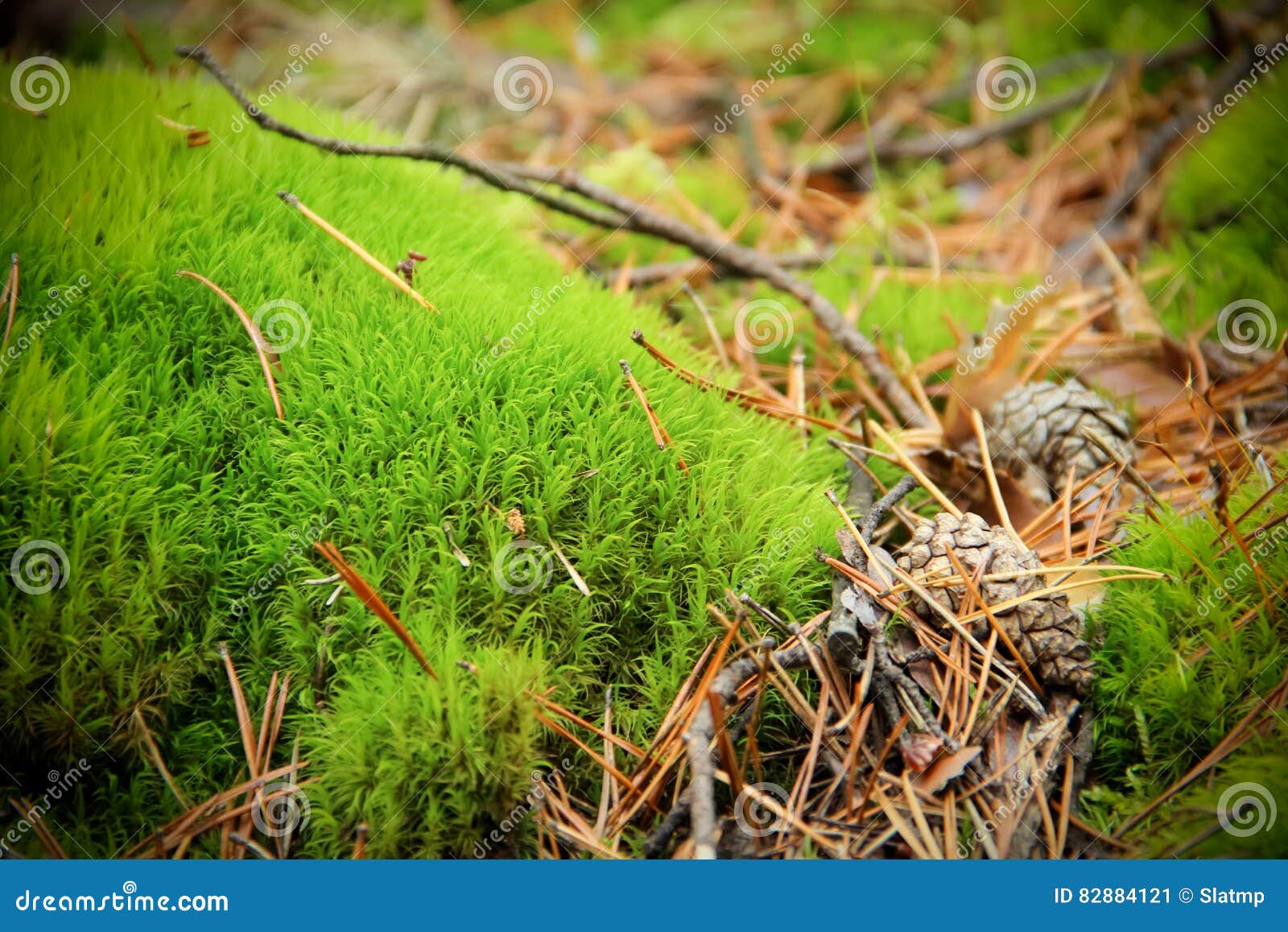 Green moss in pine forest stock image. Image of tourism - 82884121