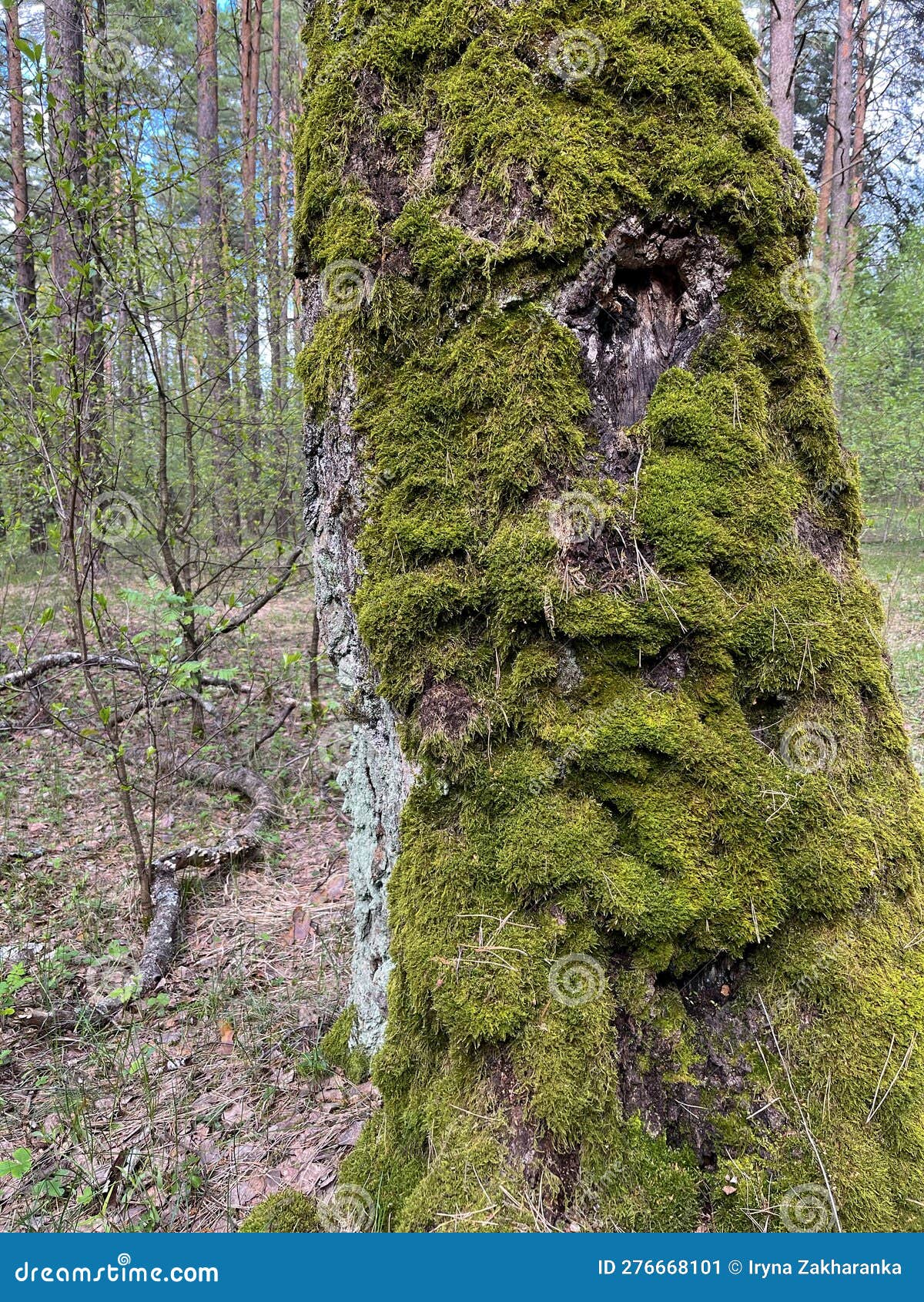 Green Moss on a Pine Tree in the Forest in Spring Stock Image - Image ...
