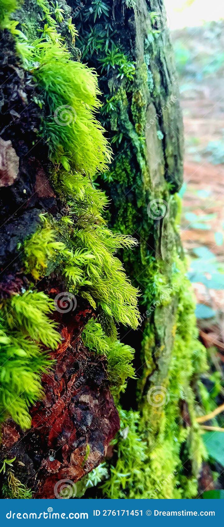 Green moss on pine trees stock image. Image of moss - 276171451
