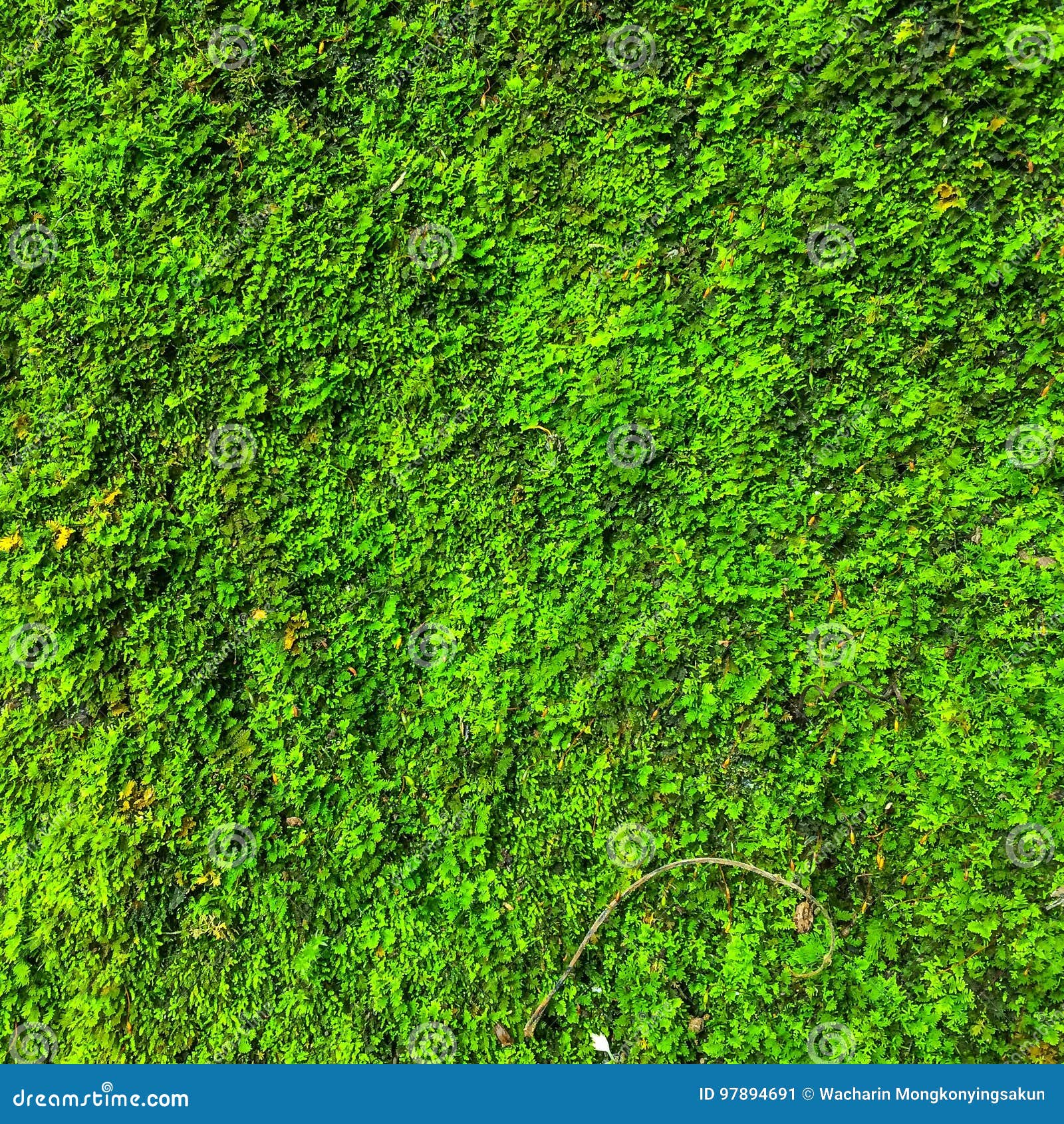 Moss Plant On Floor Stock Image | CartoonDealer.com #43607257