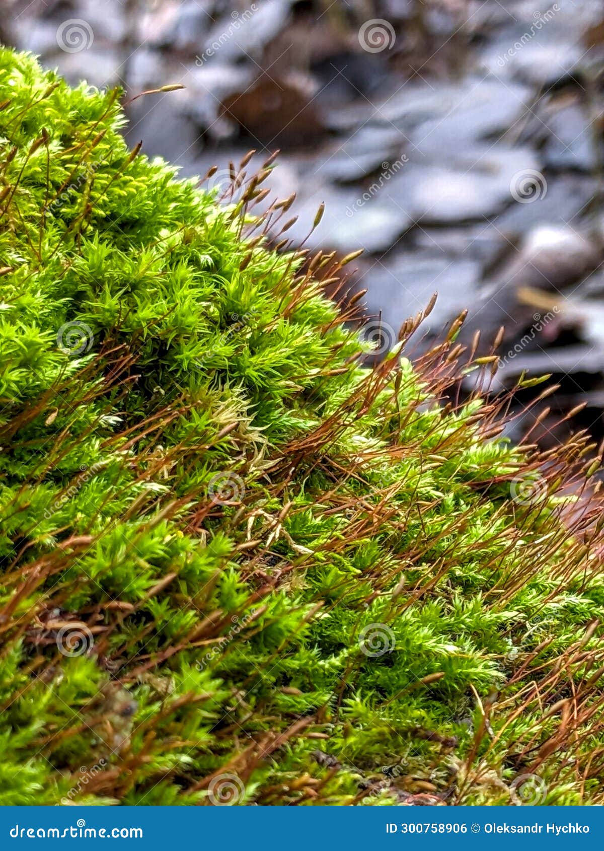 Green Moss Plastering the Fallen Tree Log. Stock Photo - Image of park ...