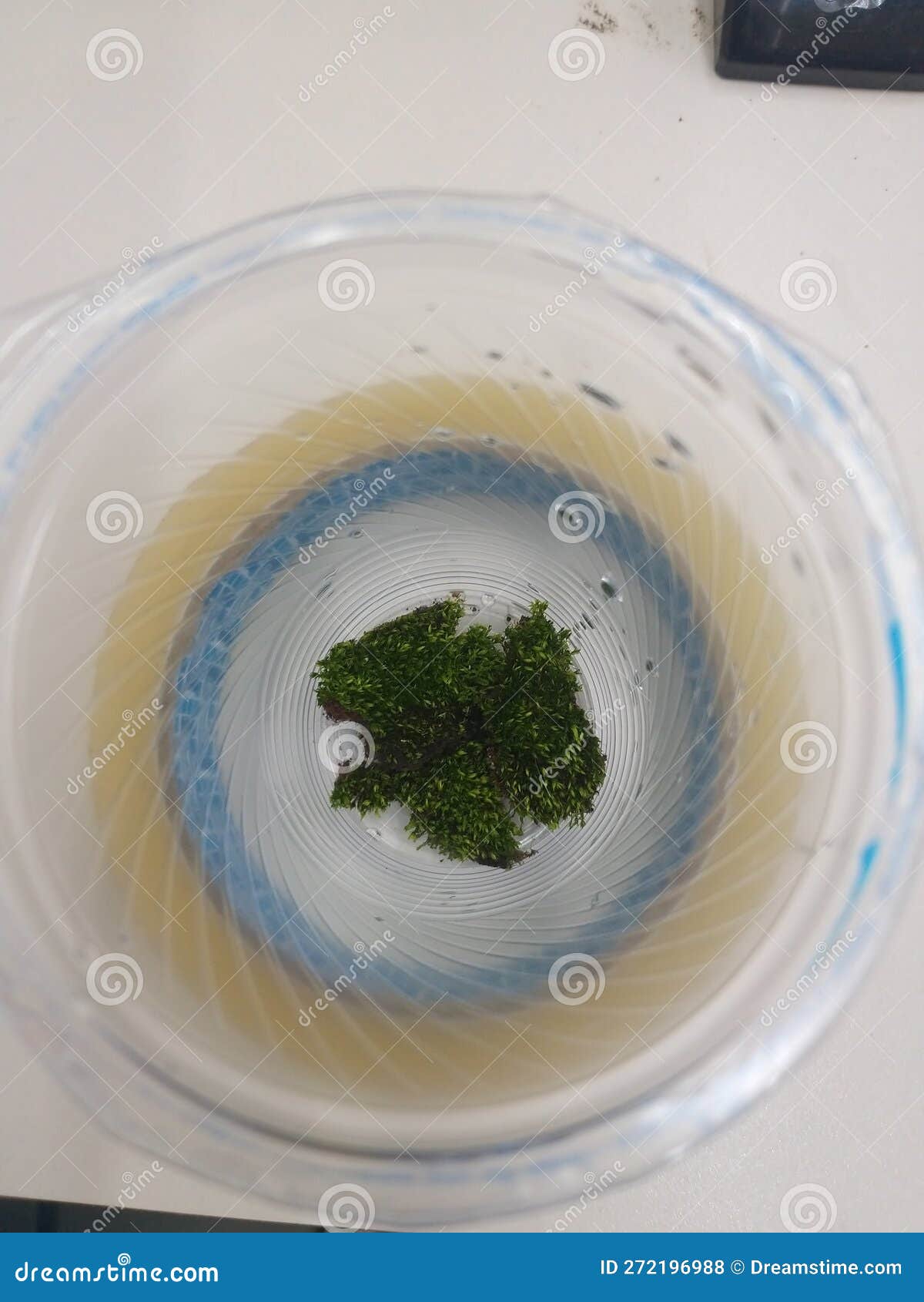 Green Moss in a Plastic Cup Stock Photo - Image of blue, plastic: 272196988