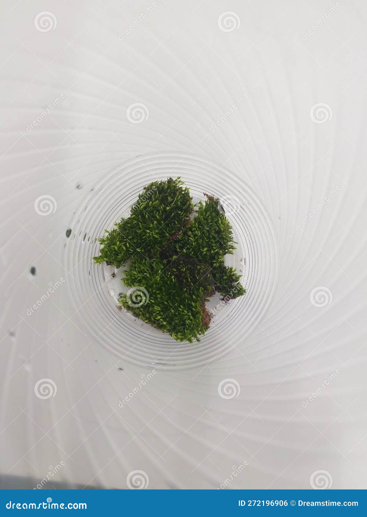 Green Moss in a Plastic Cup Stock Photo - Image of earth, moss: 272196906
