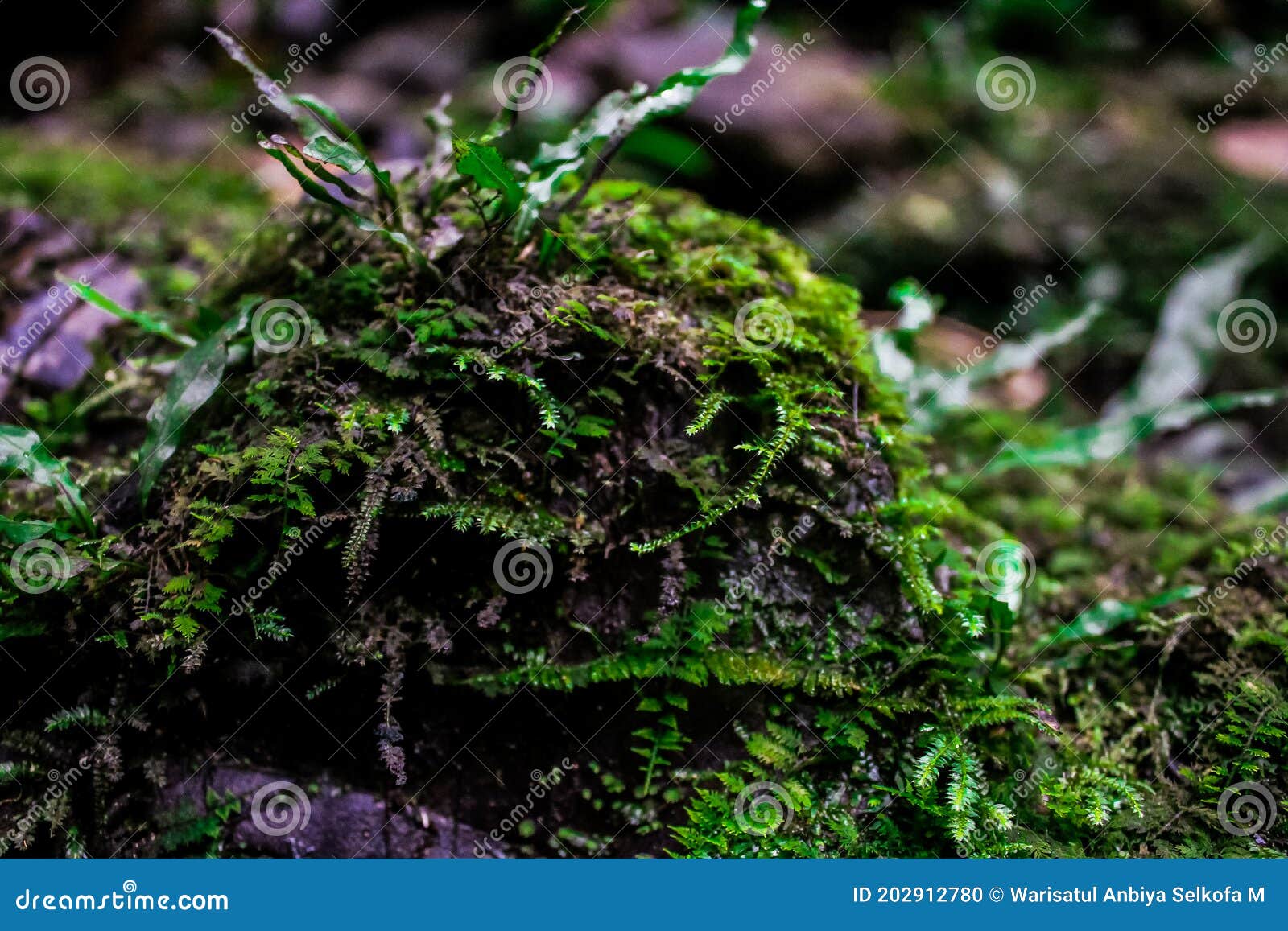 Green Moss on the River Side Stock Photo - Image of green, river: 202912780