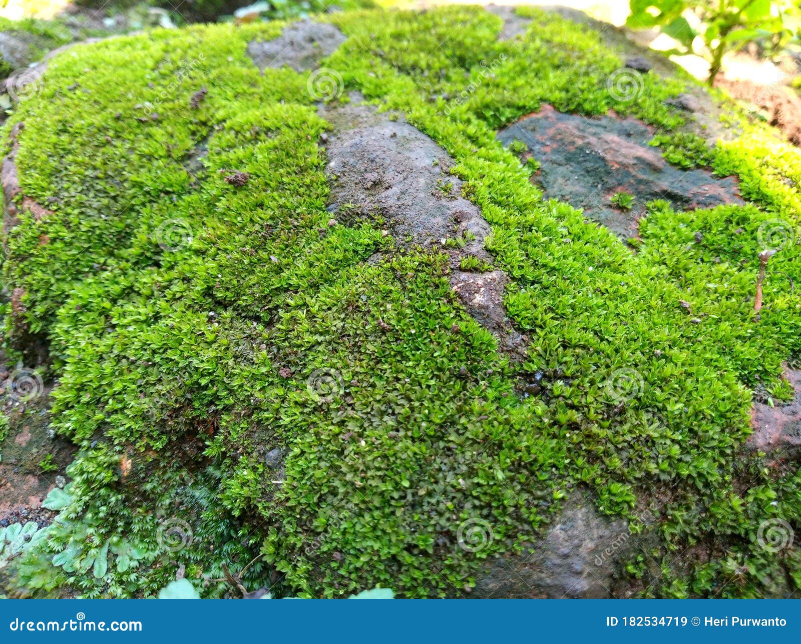 Green moss on the rock stock image. Image of rock, moss - 182534719