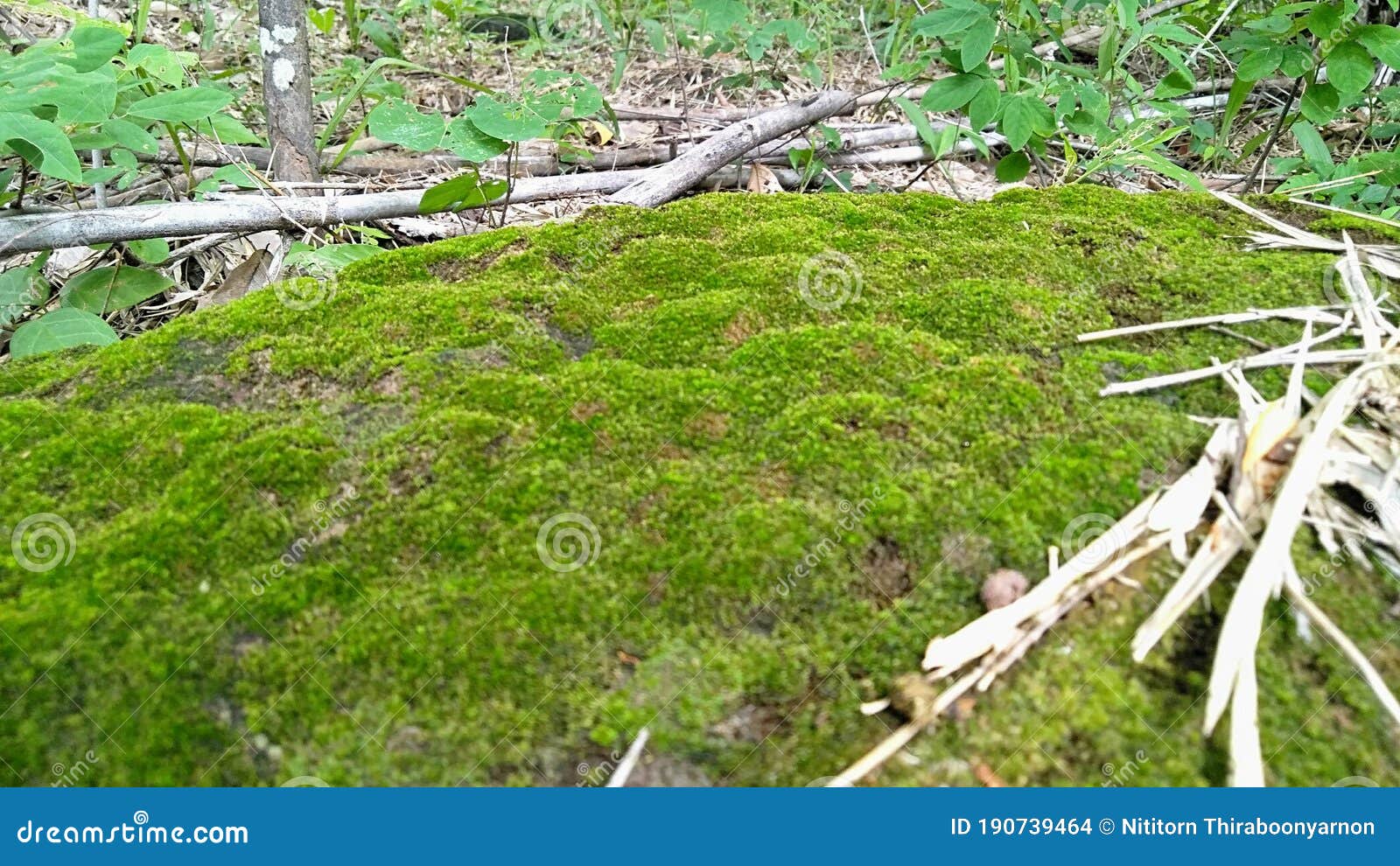 Green moss on the rock. stock photo. Image of woodland - 190739464