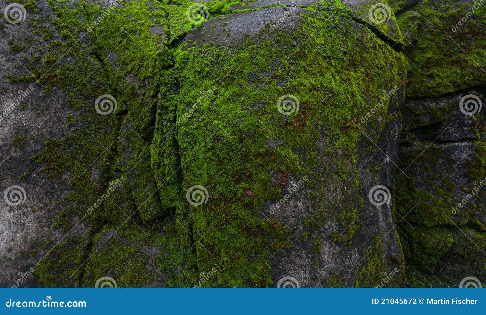 Green moss on rock stock photo. Image of grey, greenery - 21045672