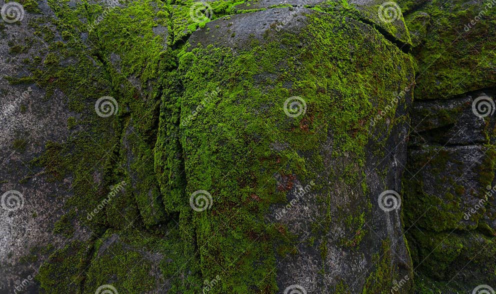 Green moss on rock stock photo. Image of grey, greenery - 21045672