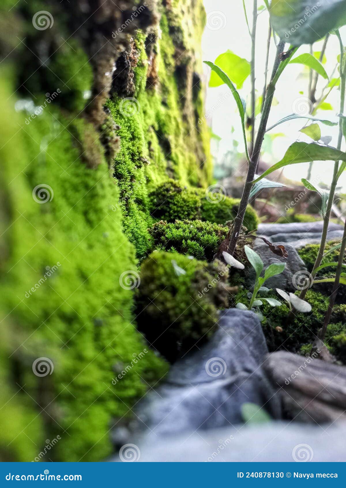 Green moss on the rock stock photo. Image of plant, moss - 240878130