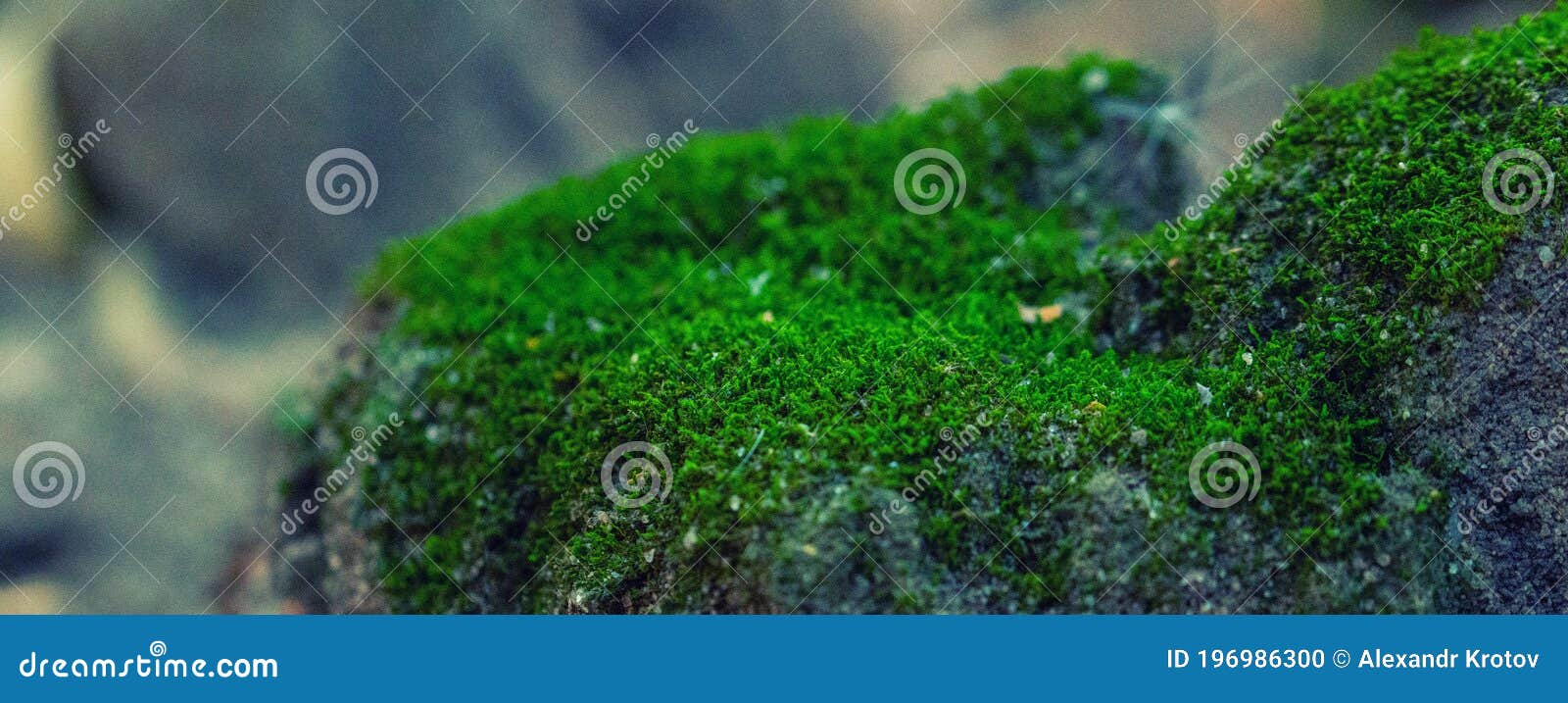 Green Moss on a Rock Close-up Stock Photo - Image of texture, rock ...
