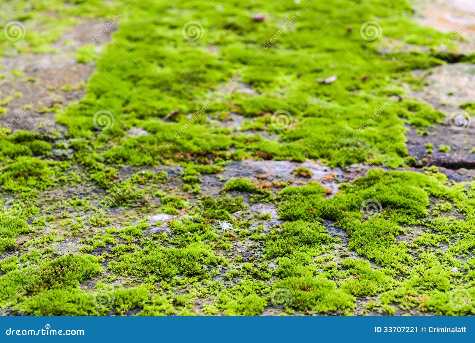 Green moss on rock stock image. Image of texture, natural - 33707221