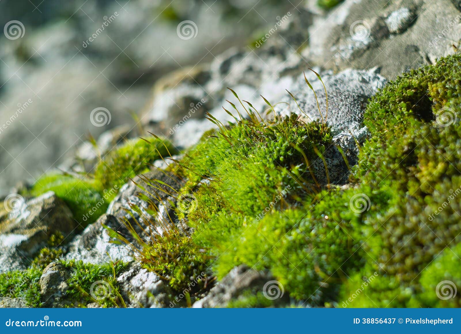 Green Moss on Rock Close Up Stock Image - Image of outside, forest ...