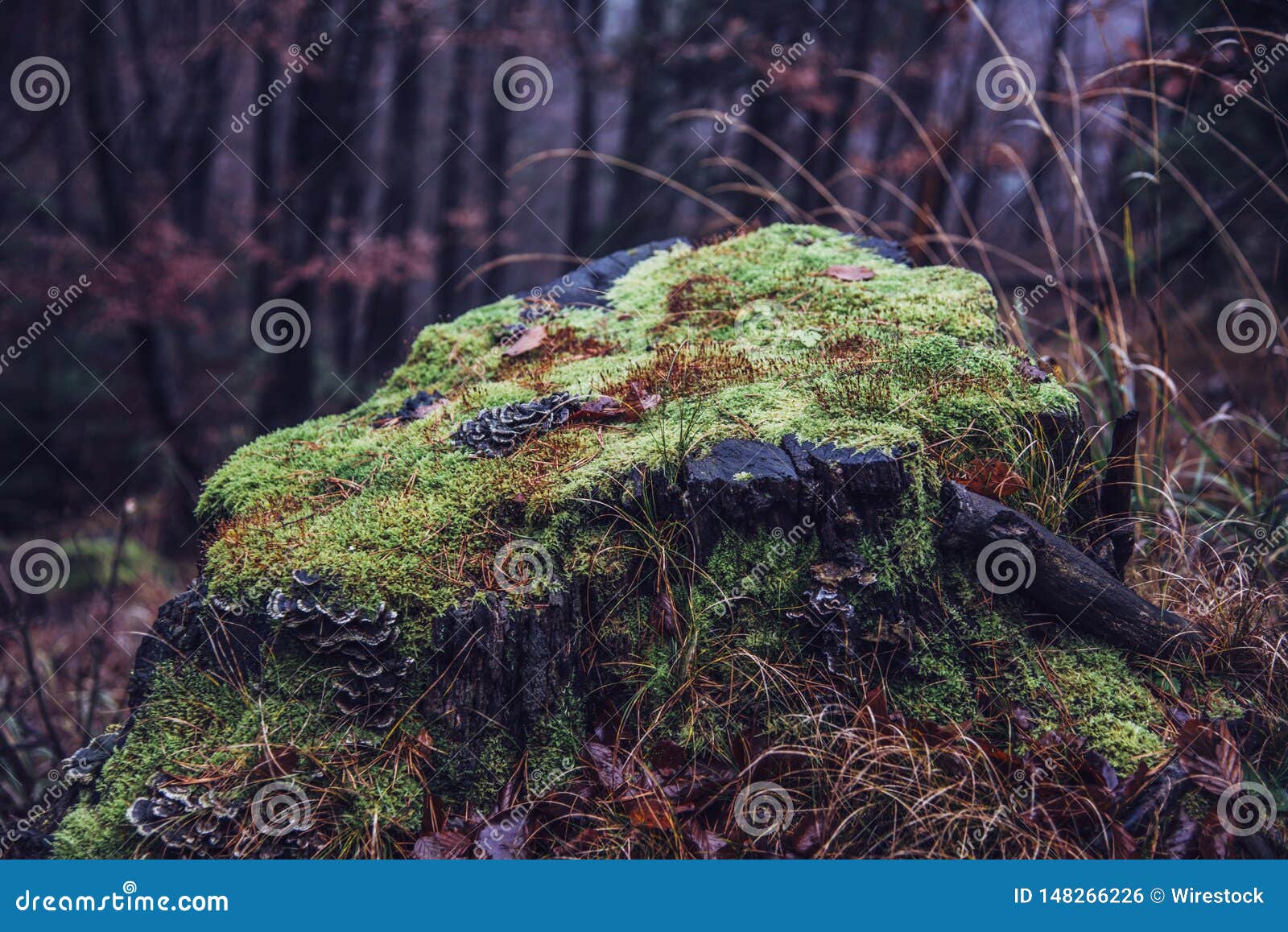 A Green Moss on a Rock in a Forest Stock Photo - Image of moss, cascade ...