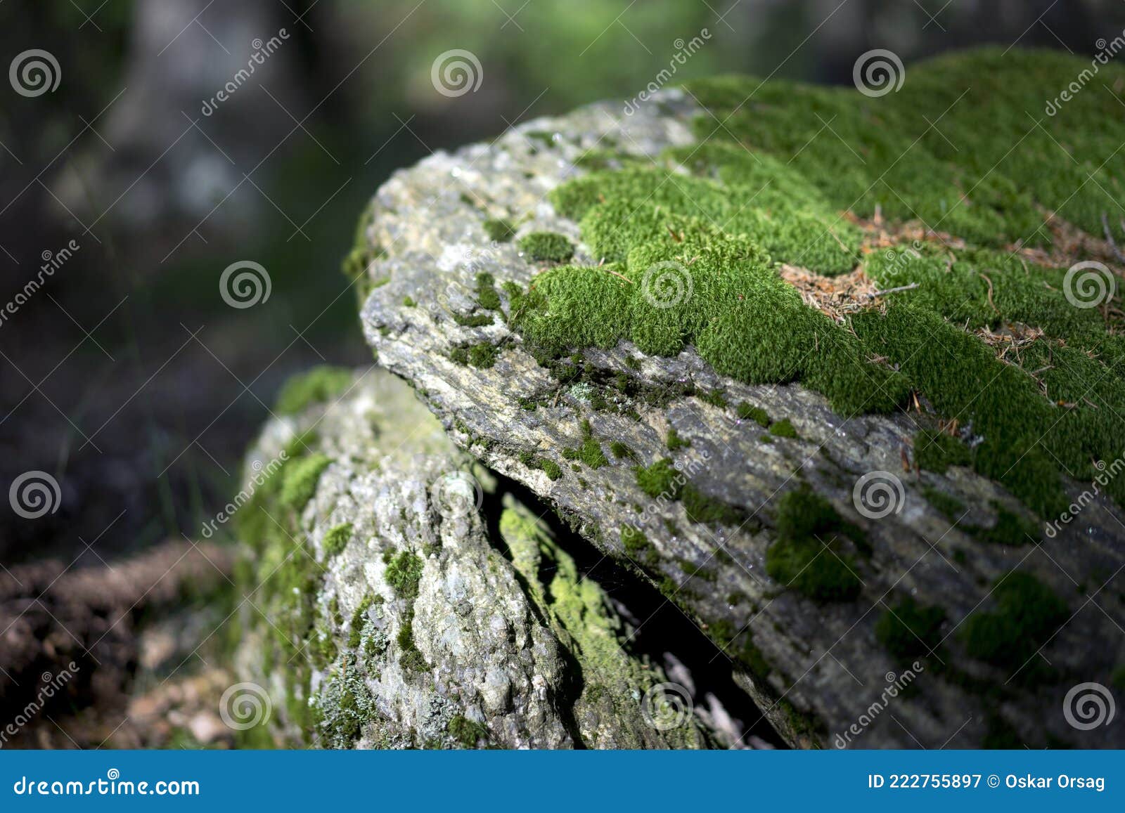 Green moss on the rock stock image. Image of rock, texture - 222755897