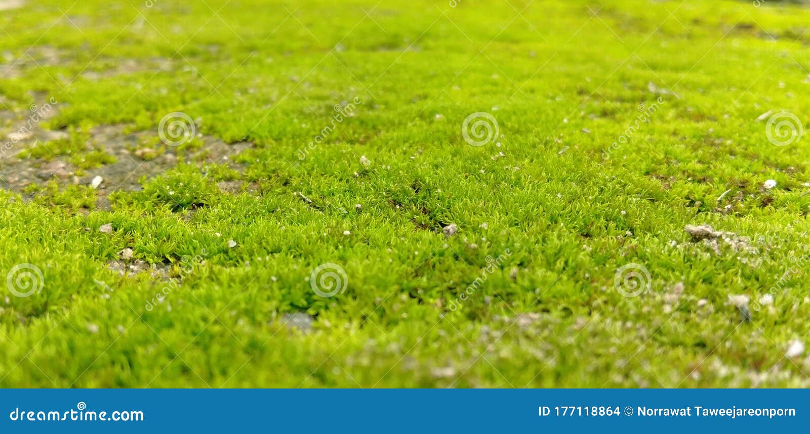 Green Moss on the rock. stock photo. Image of rocks - 177118864