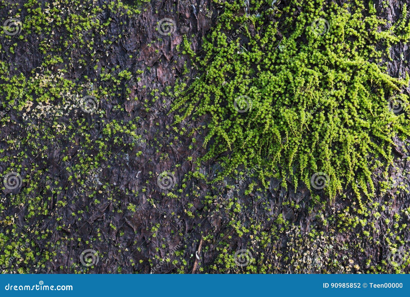 Green moss on the rock stock photo. Image of stone, grow - 90985852