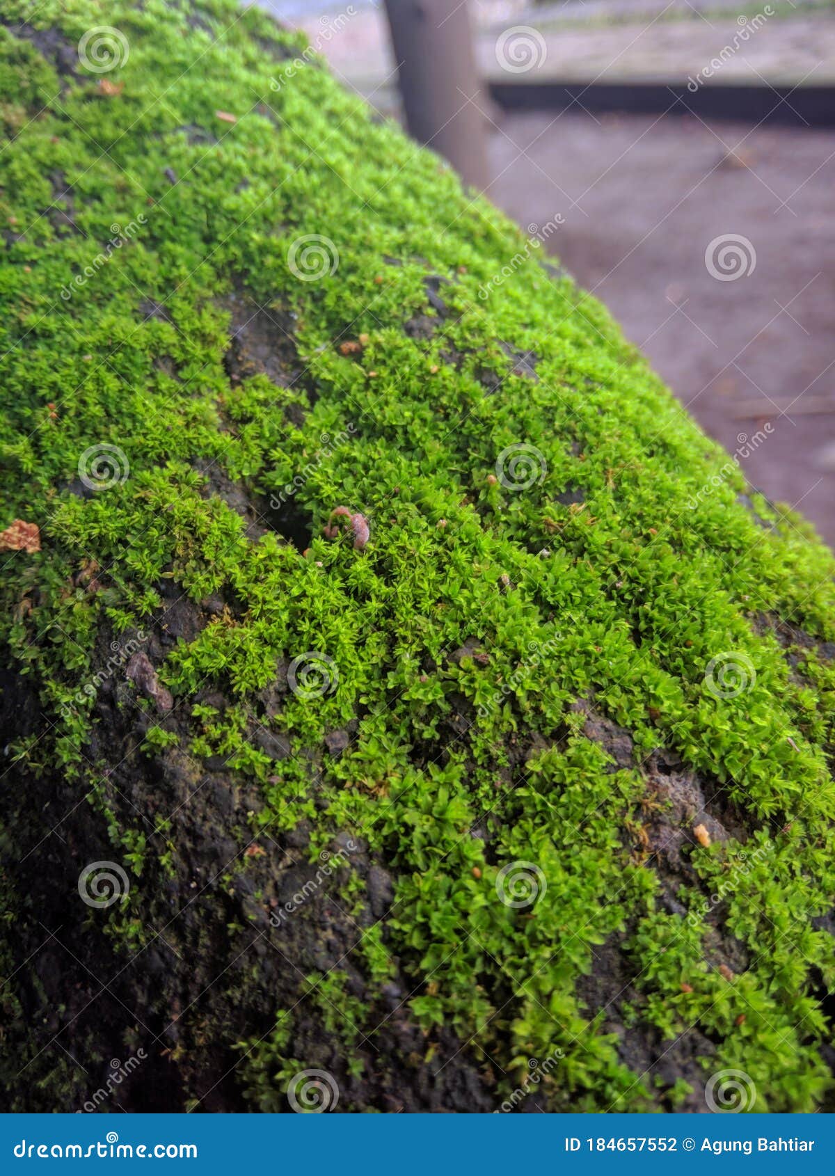 Green moss on the rock stock photo. Image of nature - 184657552