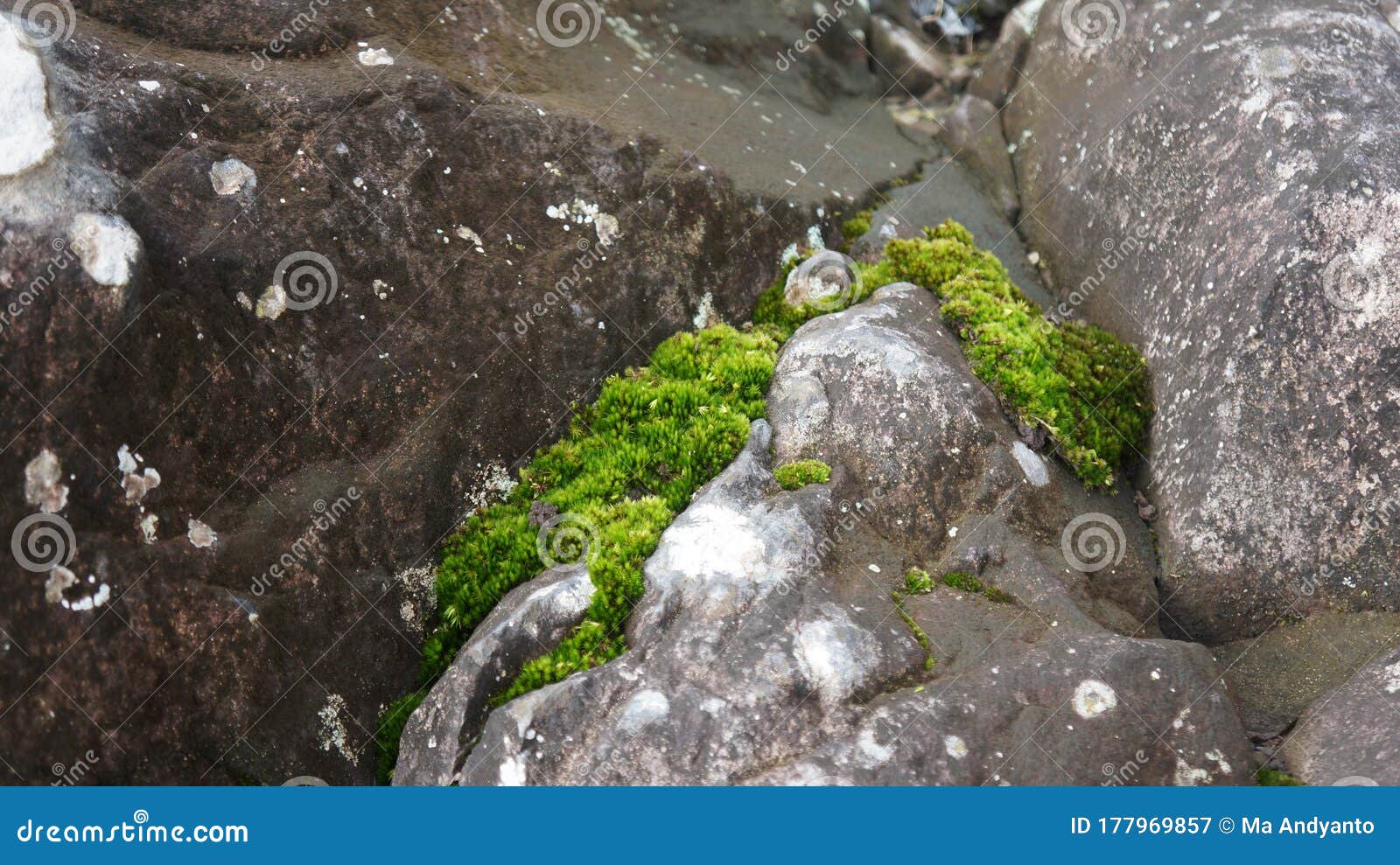Green moss on the rocks stock image. Image of beautiful - 177969857