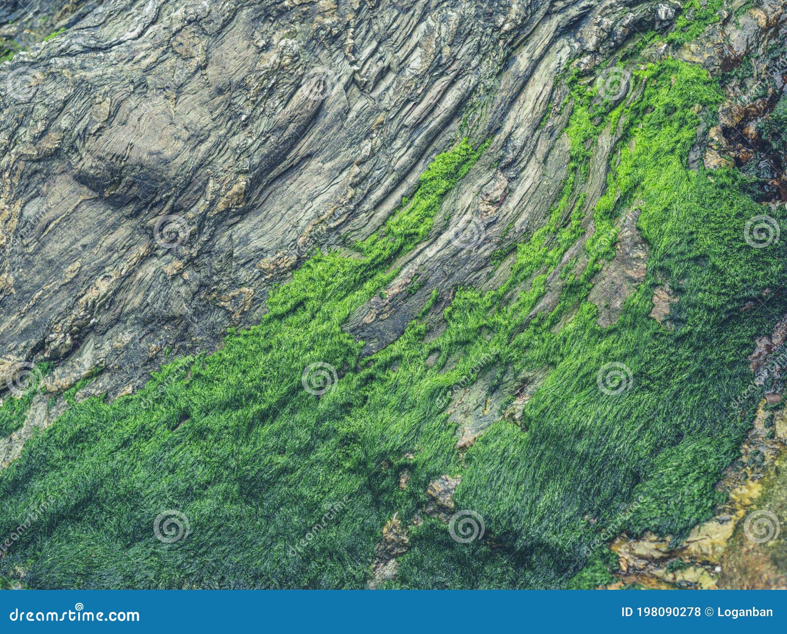 Green moss on rocks stock photo. Image of texture, geology - 198090278