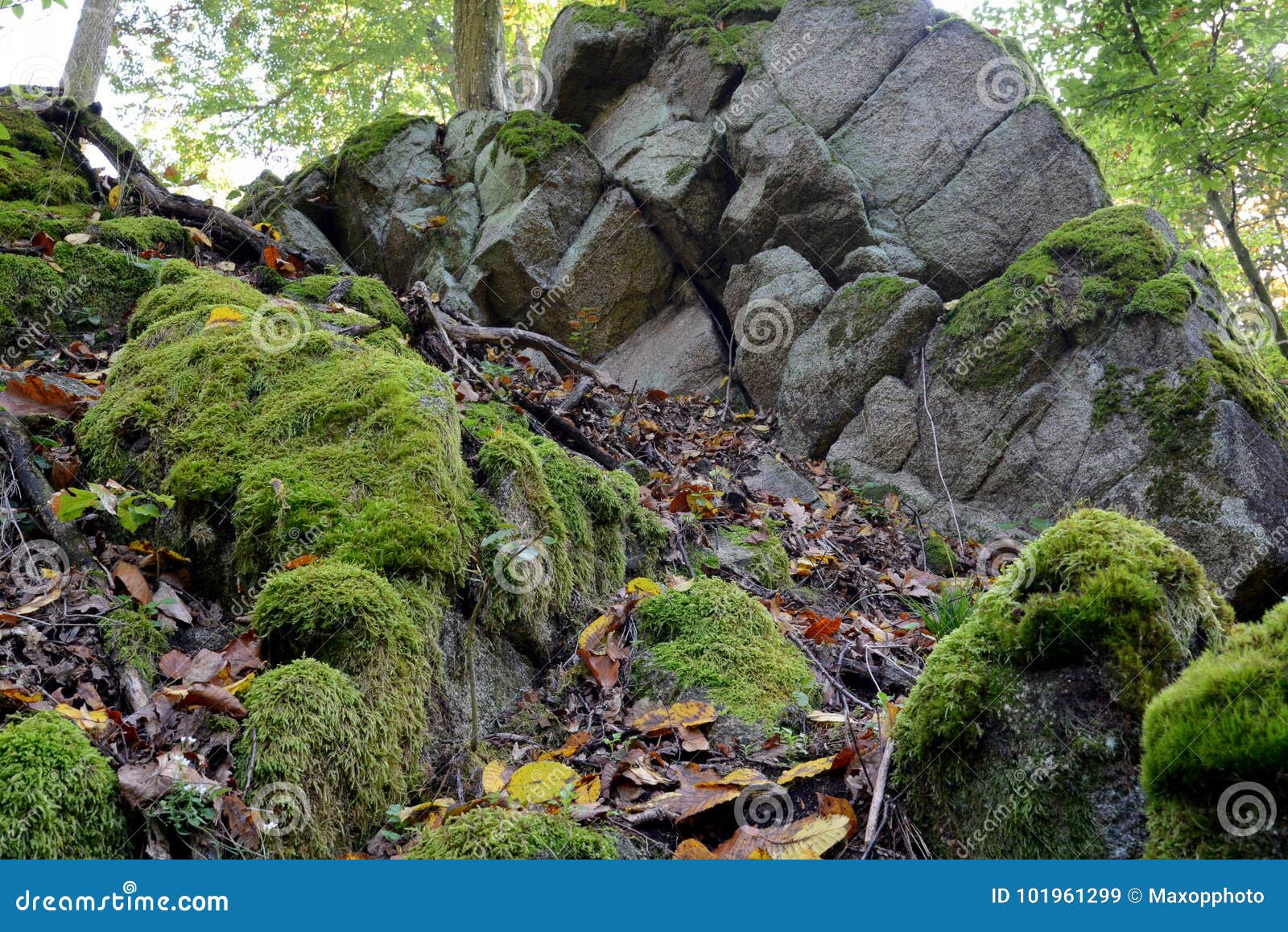 Green Moss on Rocks and Trees in the Woods. Stock Image - Image of ...