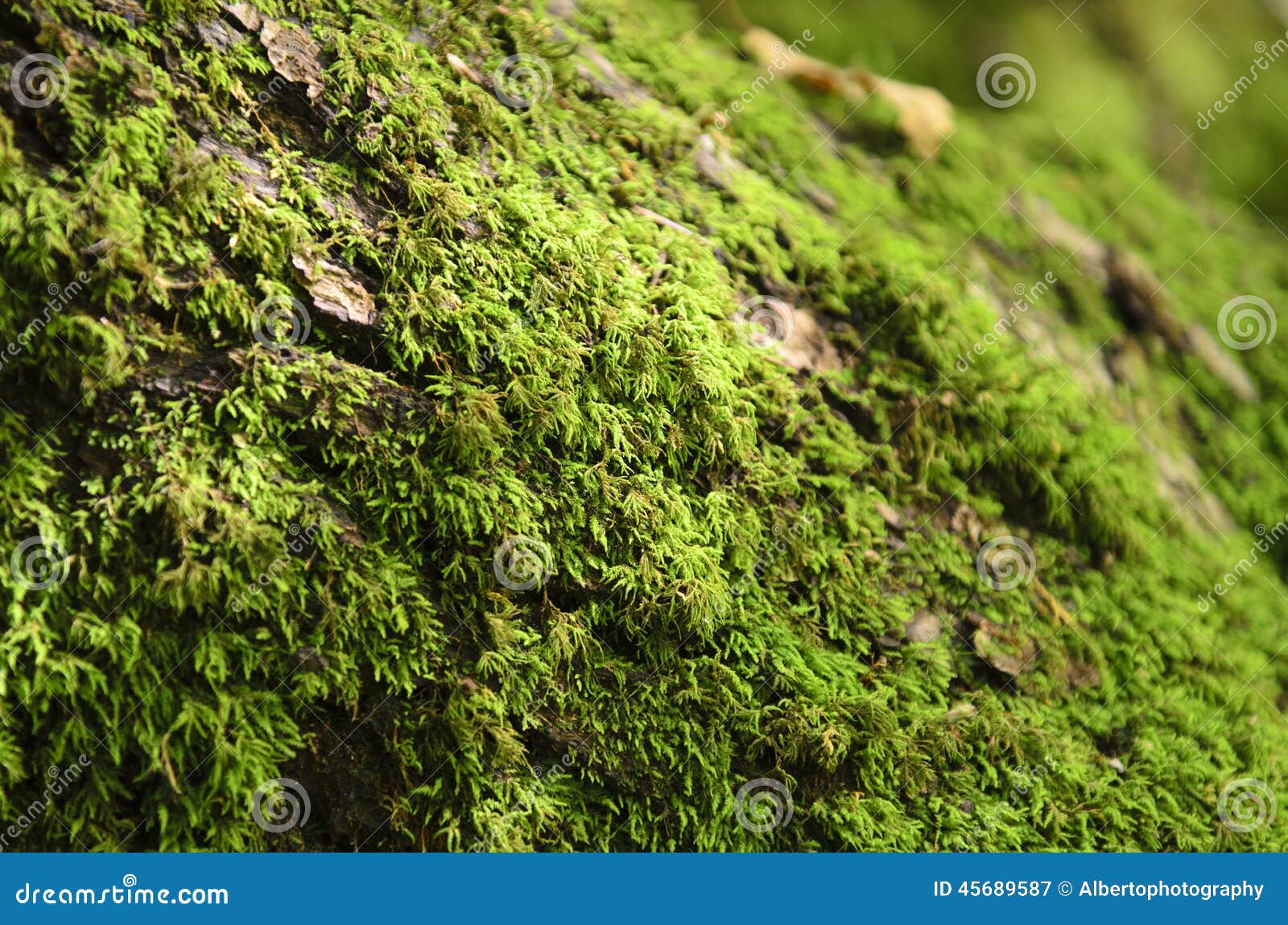 Green moss stock image. Image of grass, closeup, evergreen - 45689587