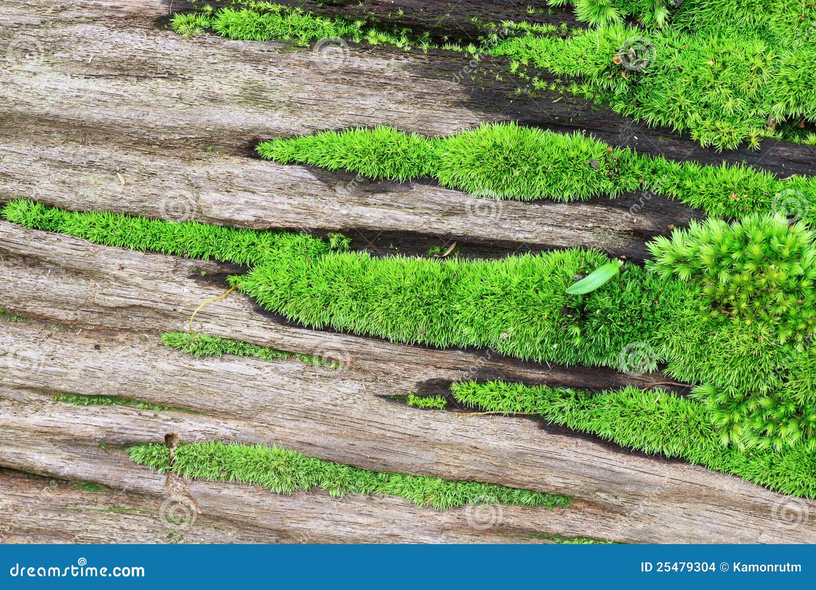 Green Moss with Roots from Trees Stock Photo - Image of flora, calm ...