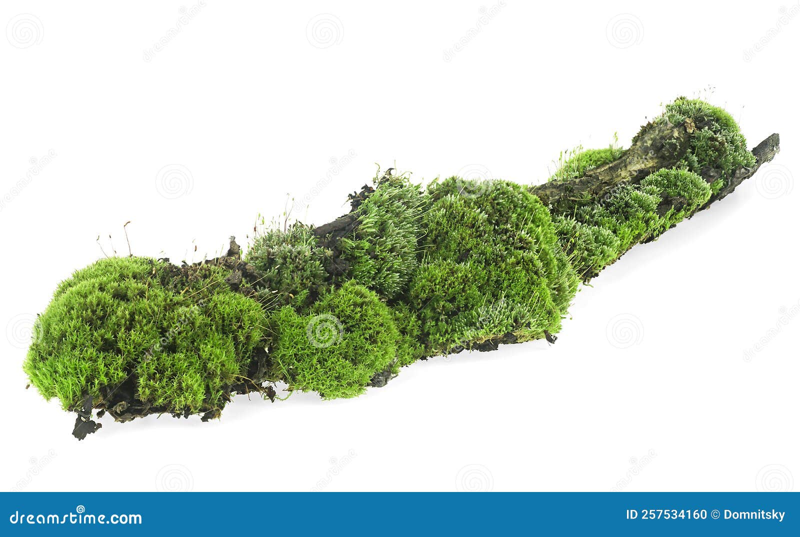 Green Moss on Rotten Branch Isolated on White Background Stock Photo ...