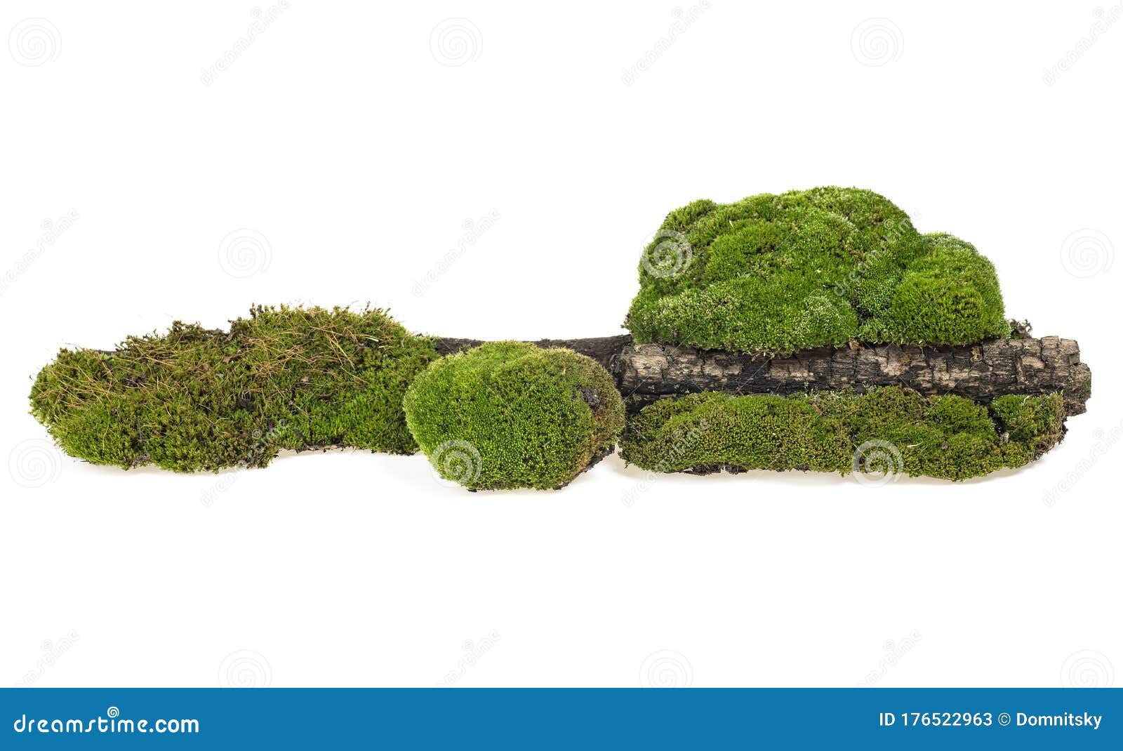Green Moss On Rotten Tree Branch Isolated On White Background Stock ...