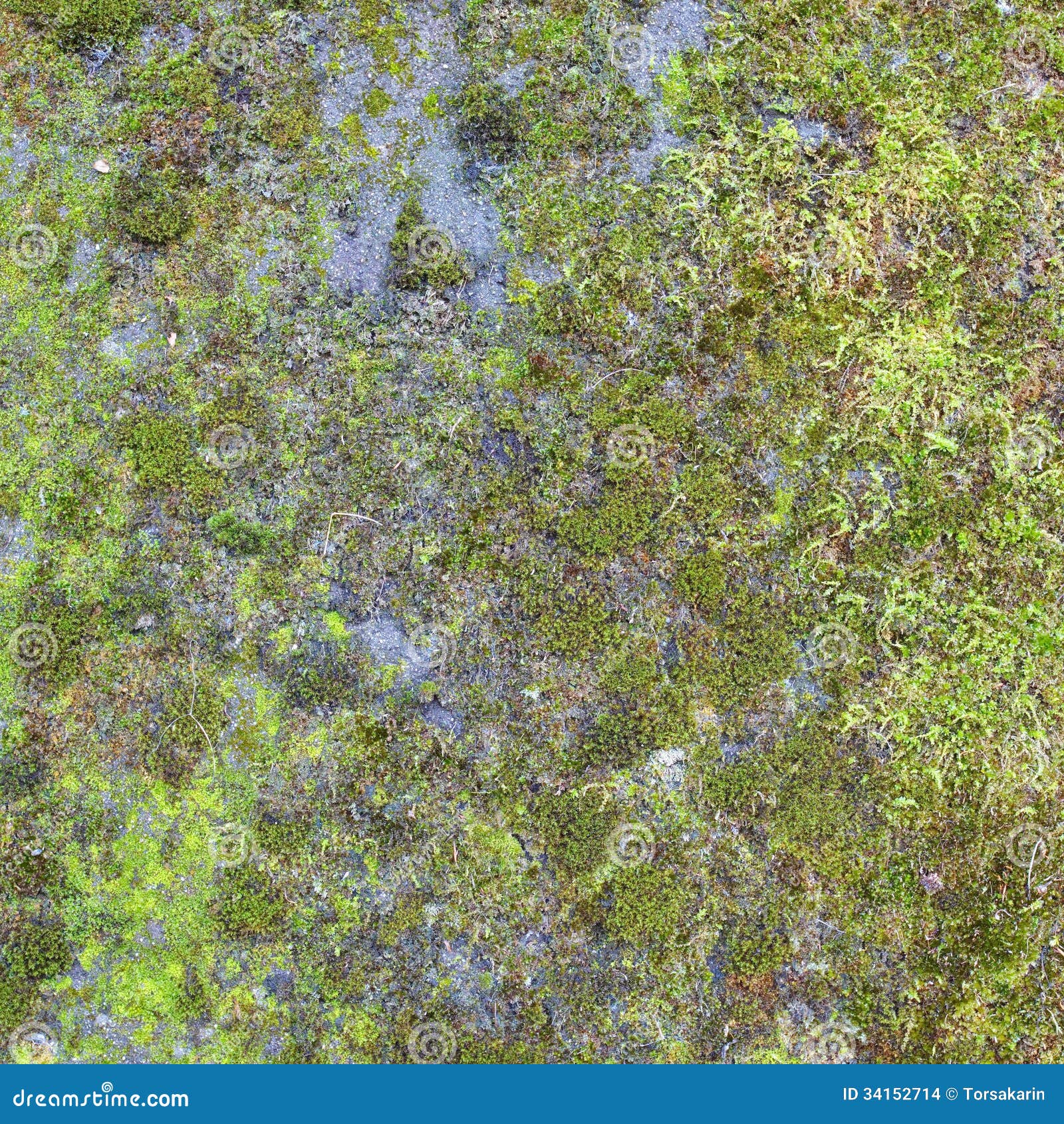 Green Moss stock photo. Image of park, fungus, pattern - 34152714