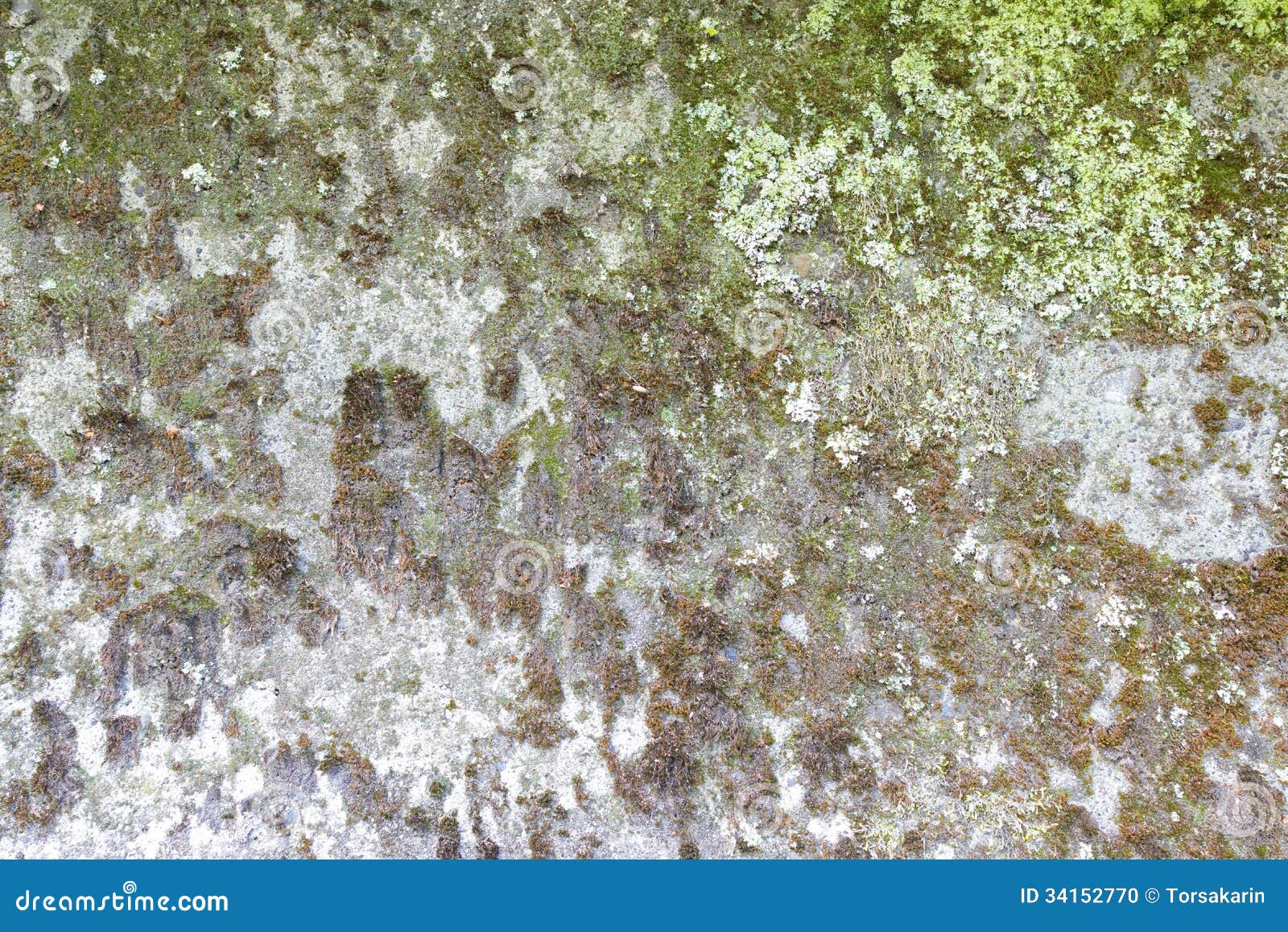 Green Moss stock photo. Image of mossy, color, abstract - 34152770