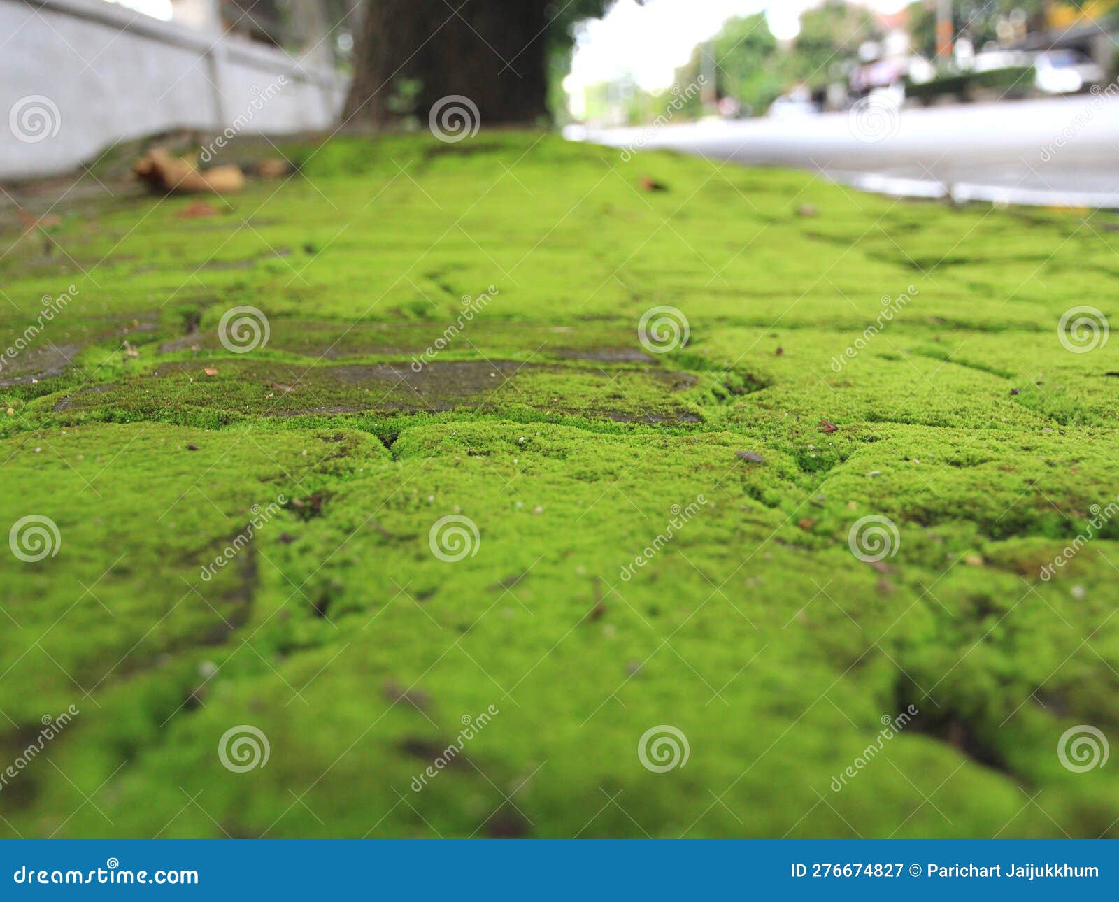 Green Moss on Sidewalks, Roadsides, because There is a Lot of Moisture ...