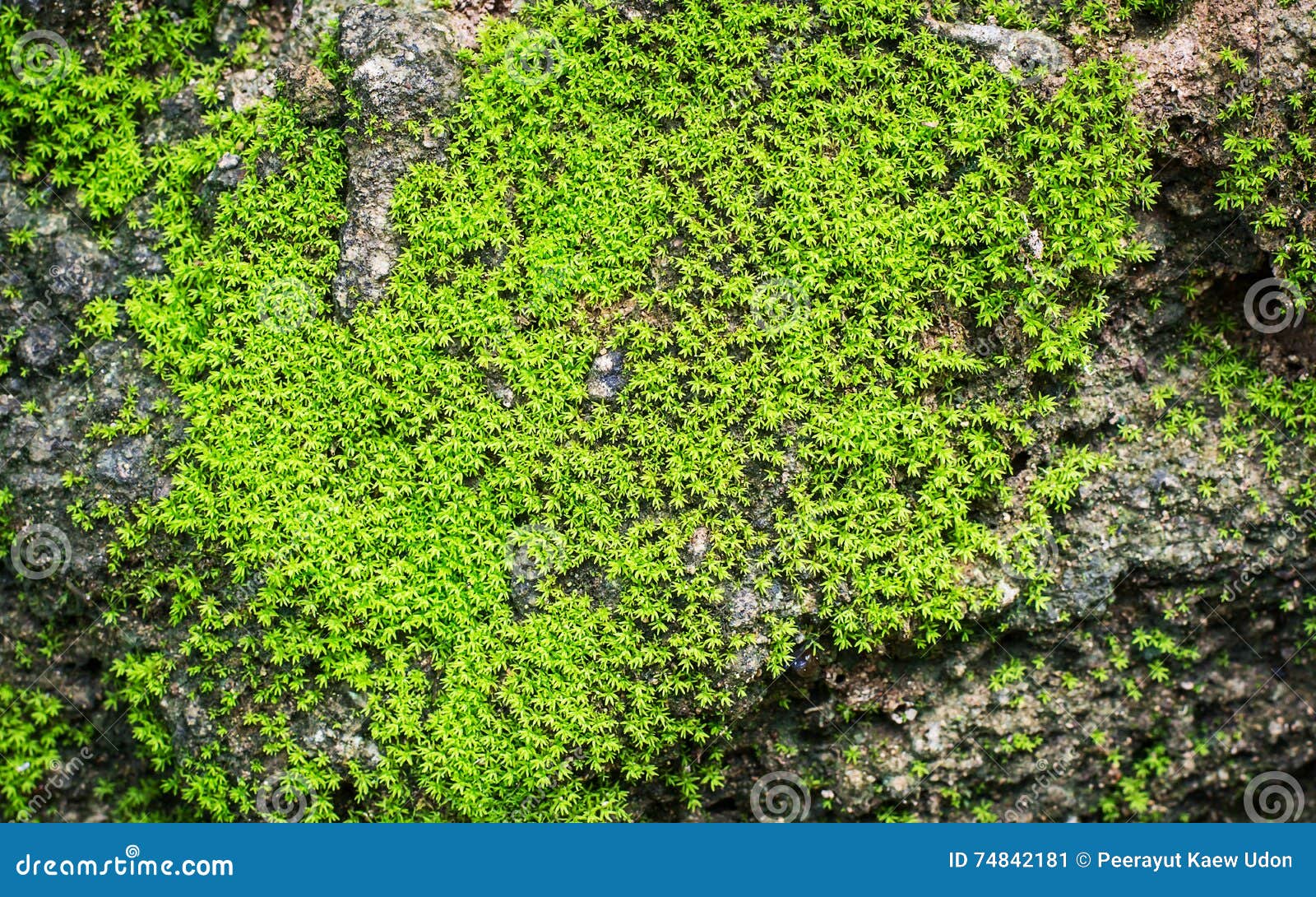 Green moss stock image. Image of natural, garden, pattern - 74842181