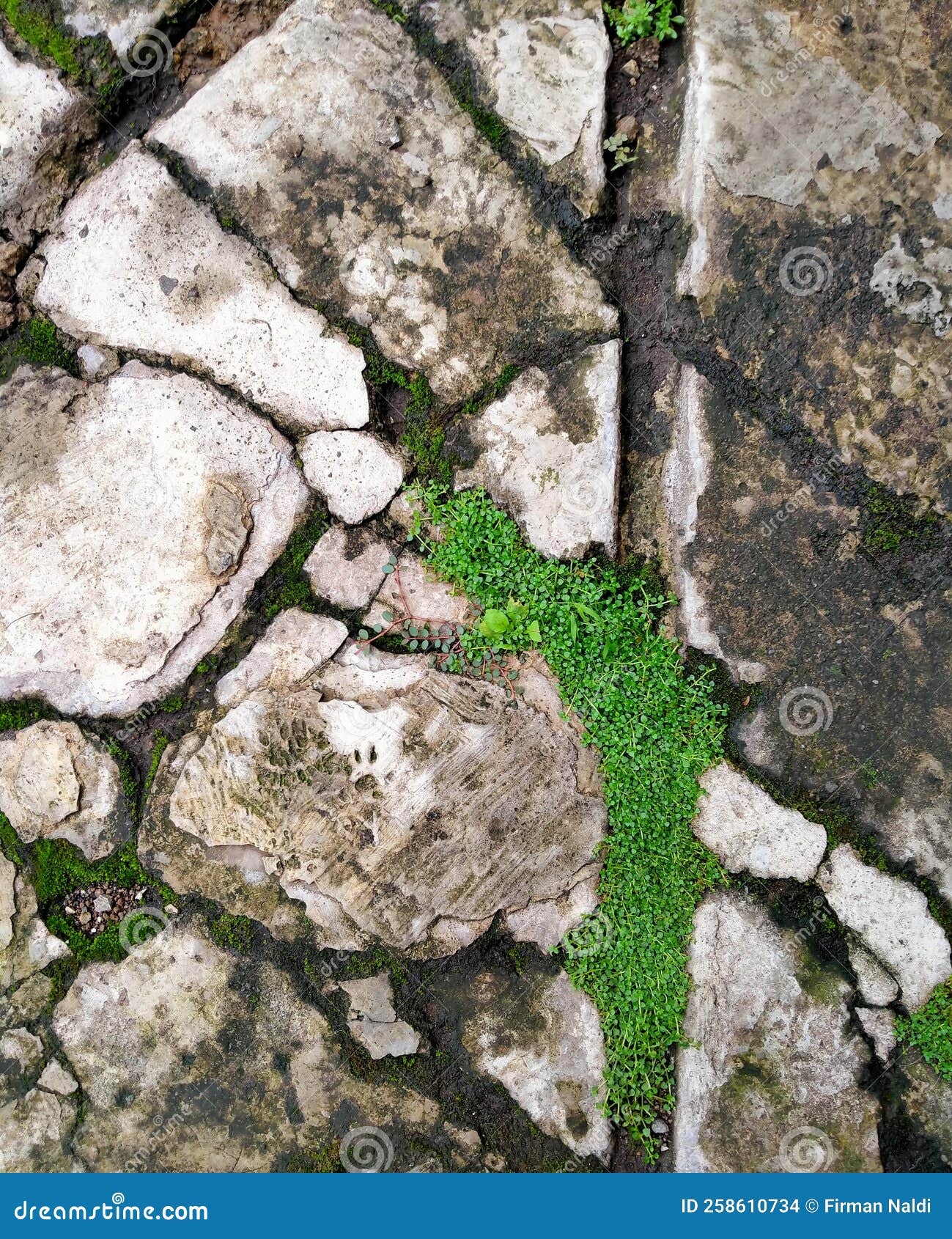 Green moss and small vines stock photo. Image of branch - 258610734